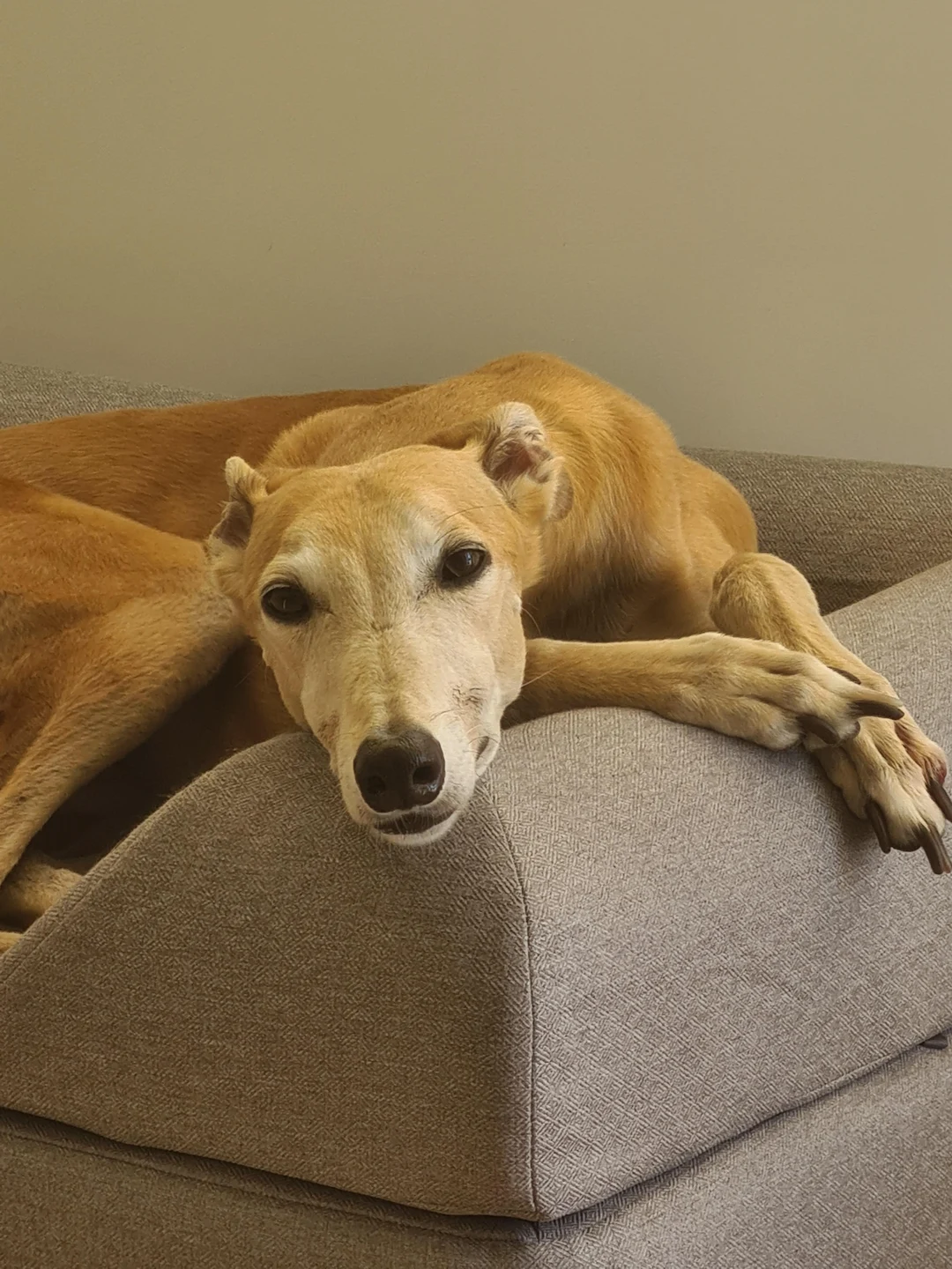 Our model dog Lito 🤩 | Scrolller