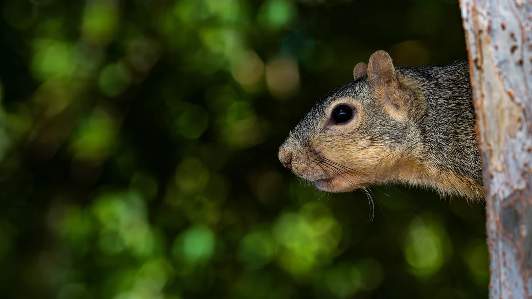Discover more like Squirrels: Squirrel and Related Content | Scrolller
