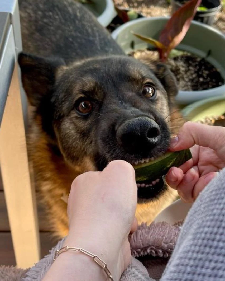 [OC] My watermelon 😡 | Scrolller