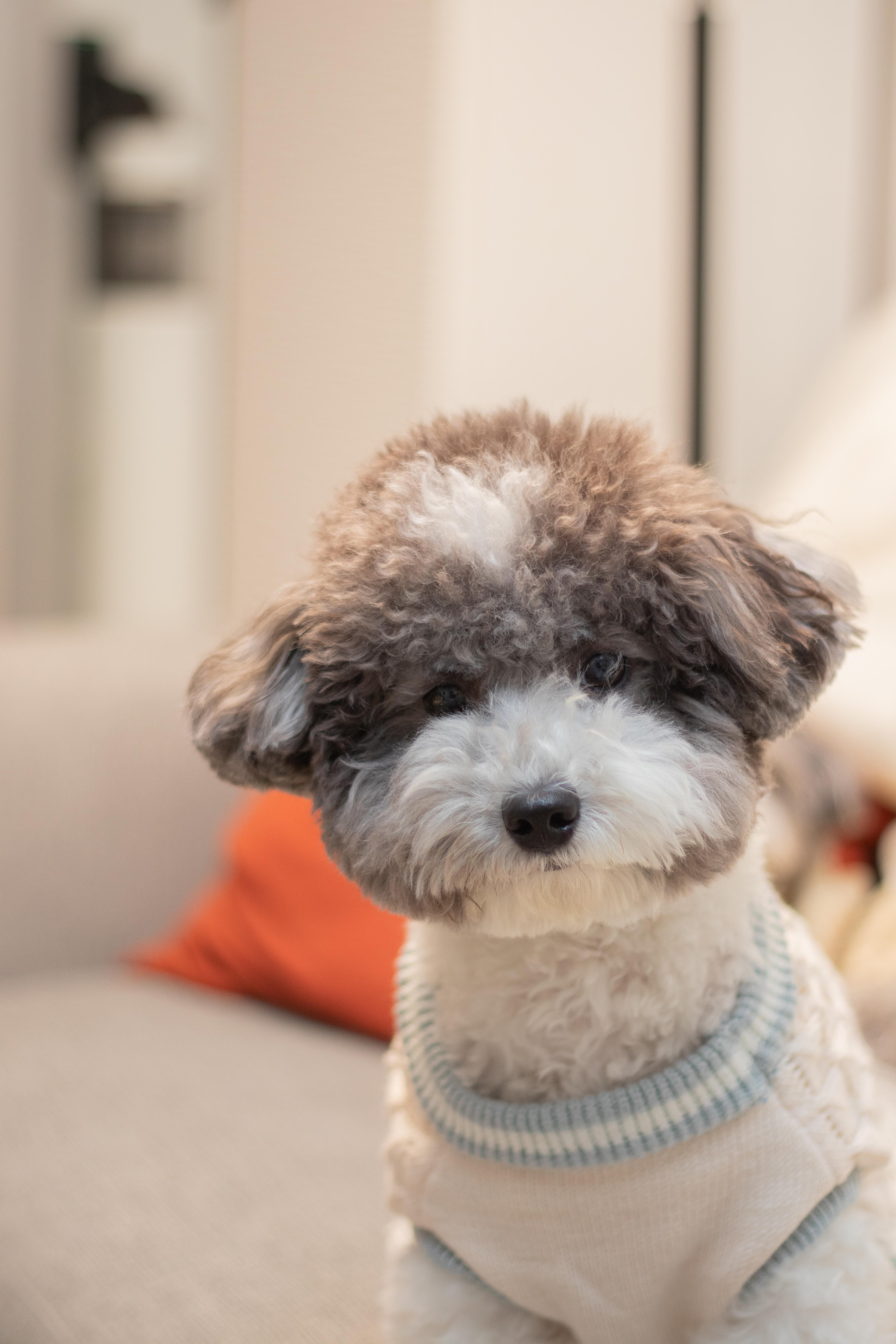 Henlo, my name is Sesame! [OC] | Scrolller