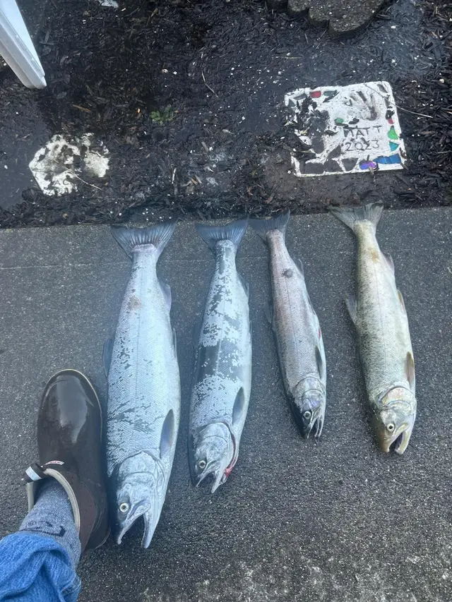 Salmon Identification | Scrolller