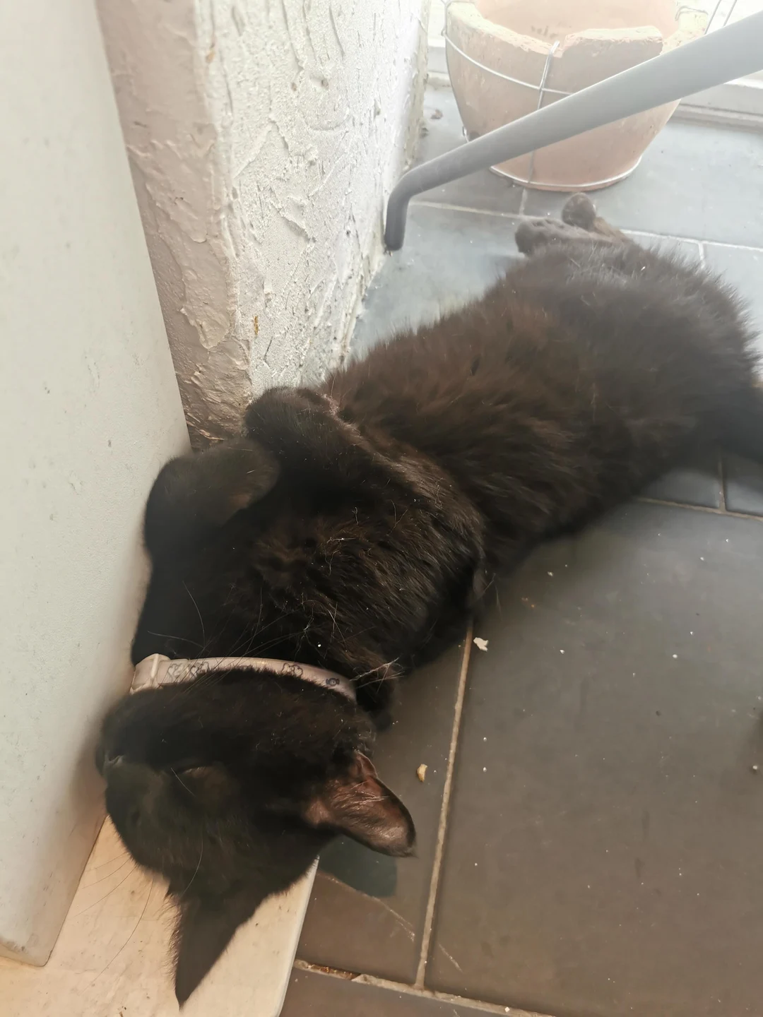 Does this count as an upside down loaf? (She is the granny cat I know ...