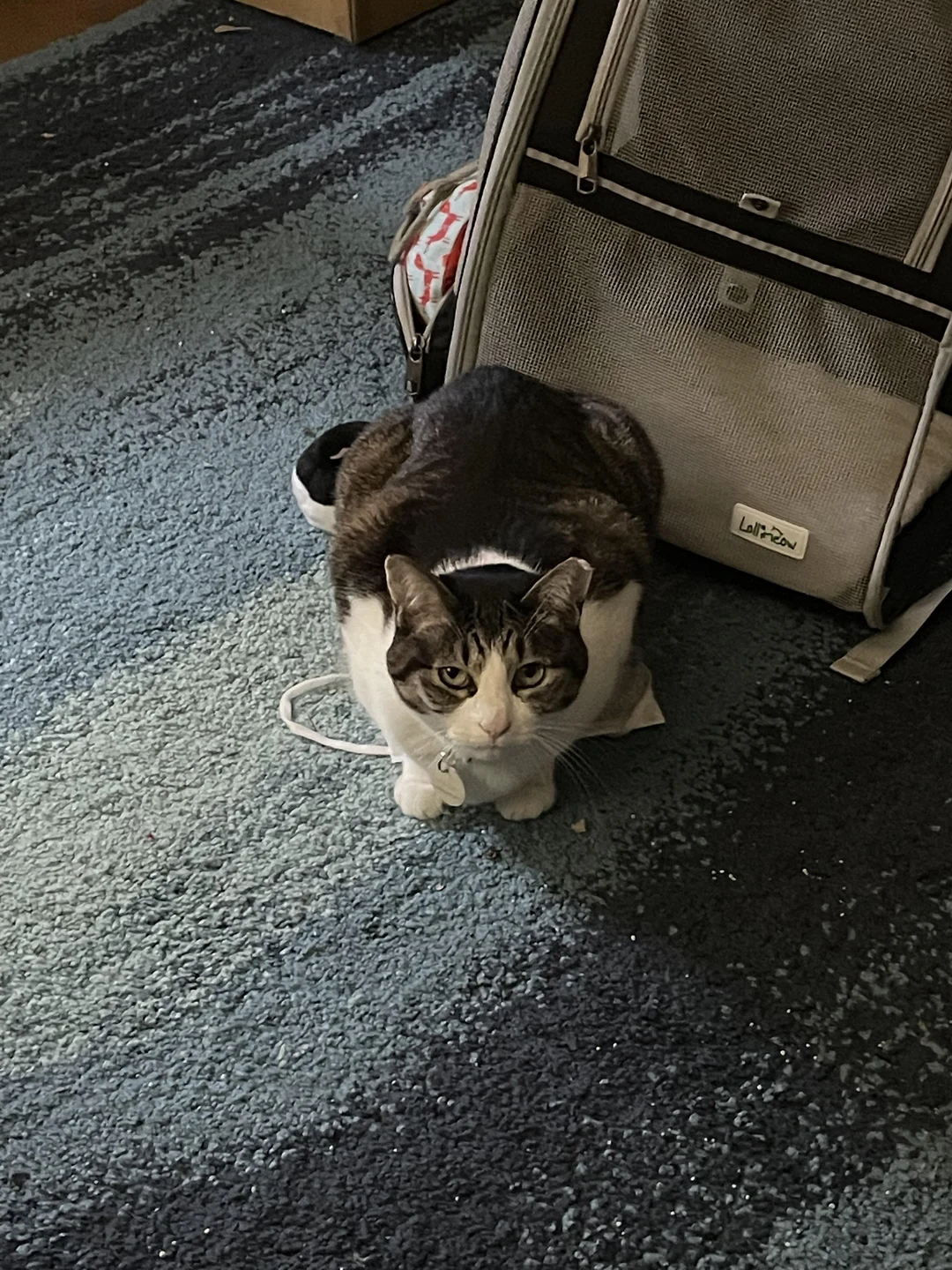 An unexpected cat trap! | Scrolller