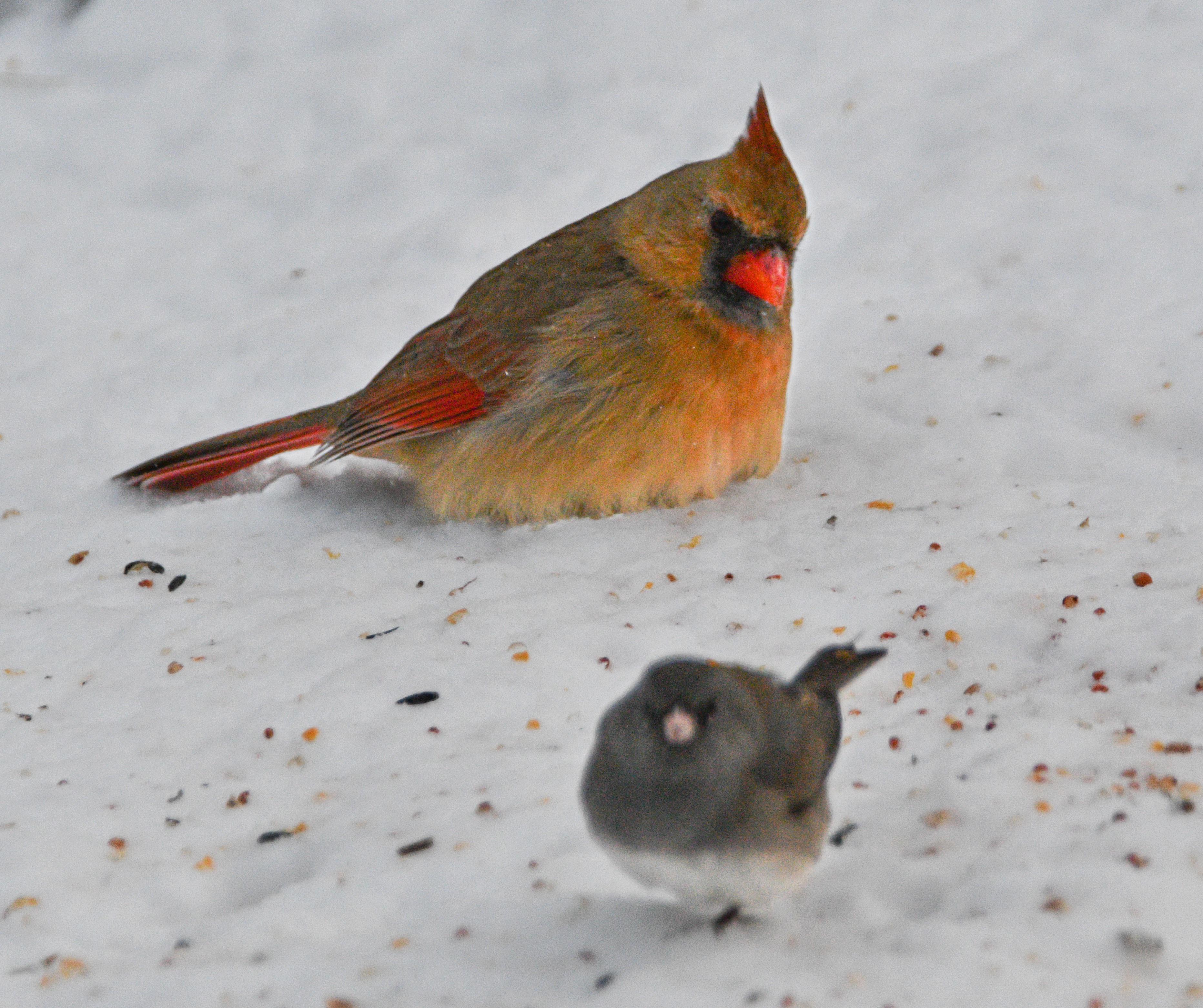 Female Cardinal and a Dark-eyed Junco standing in the snow | Scrolller