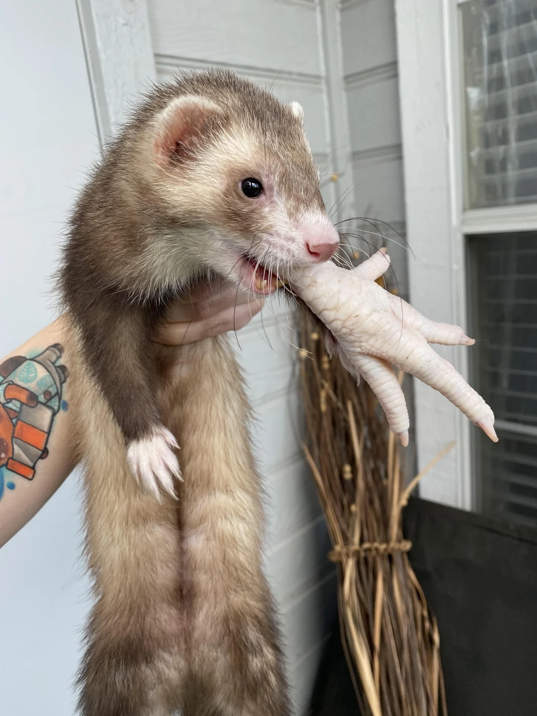 Thats his chicken paw! | Scrolller