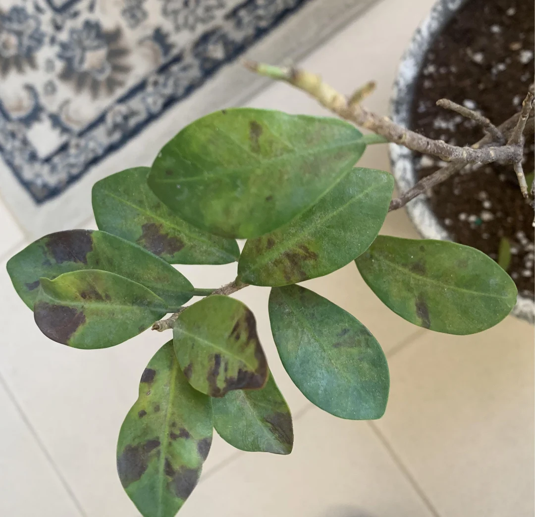 Plant help needed | Scrolller