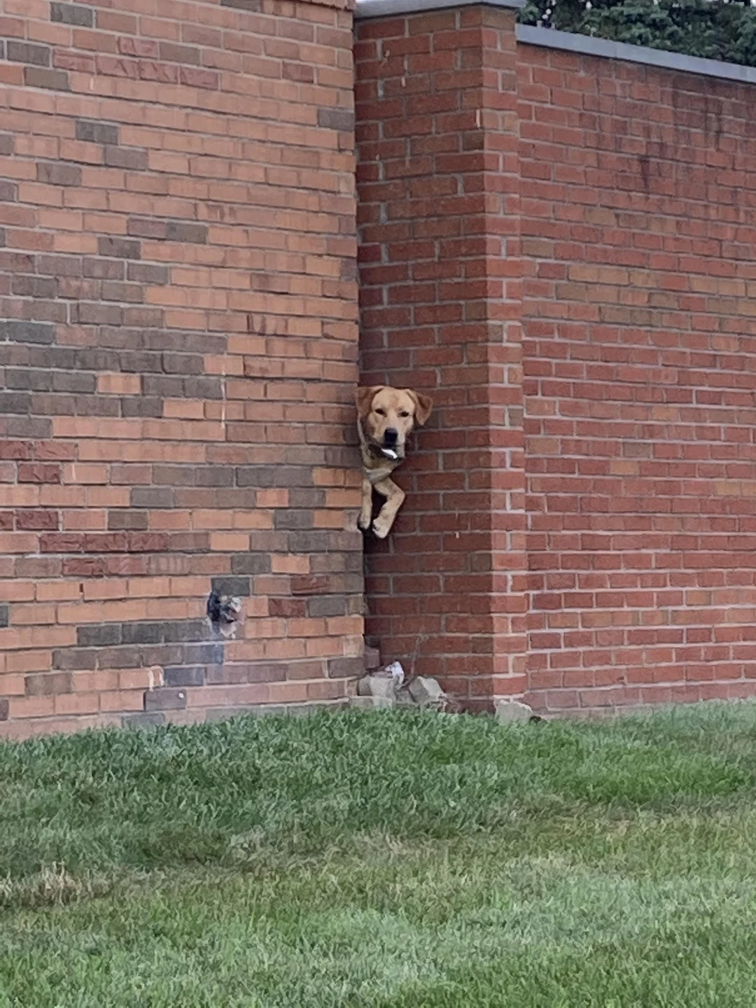 My neighbor’s dog trying to escape the patio. He does this all the time. | Scrolller