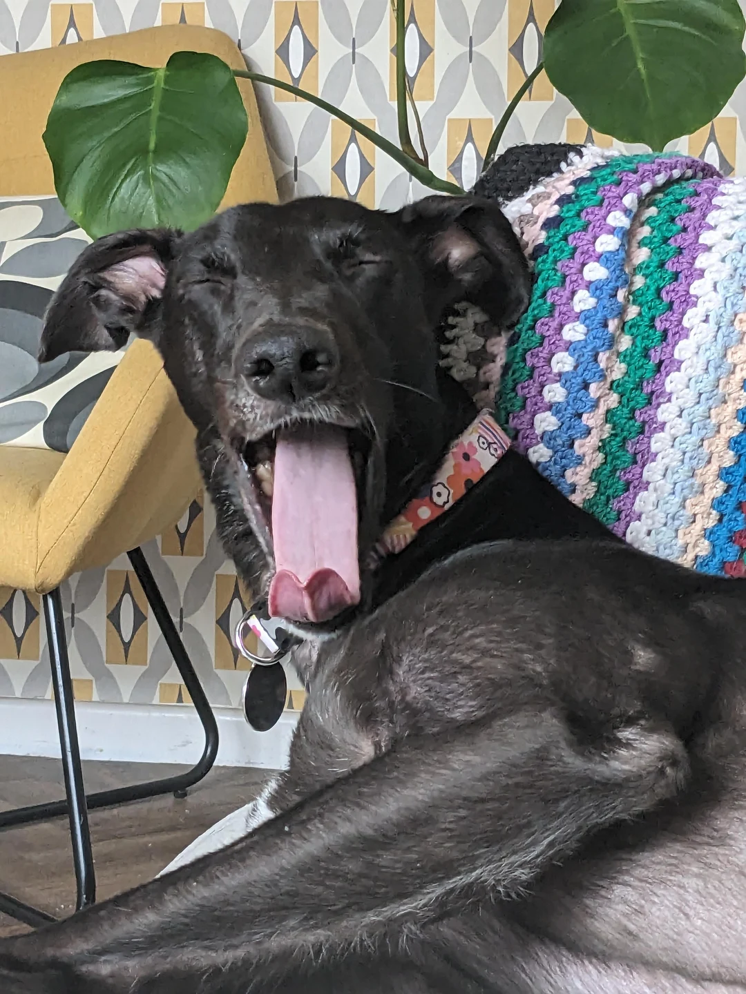 Big yawn | Scrolller