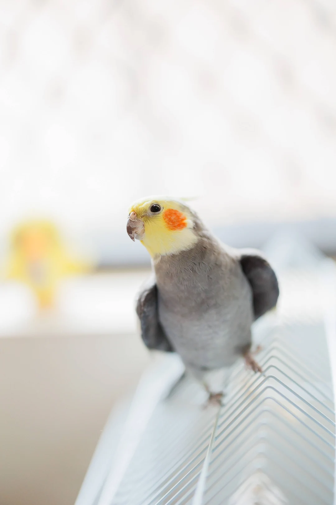 Free hug birb | Scrolller