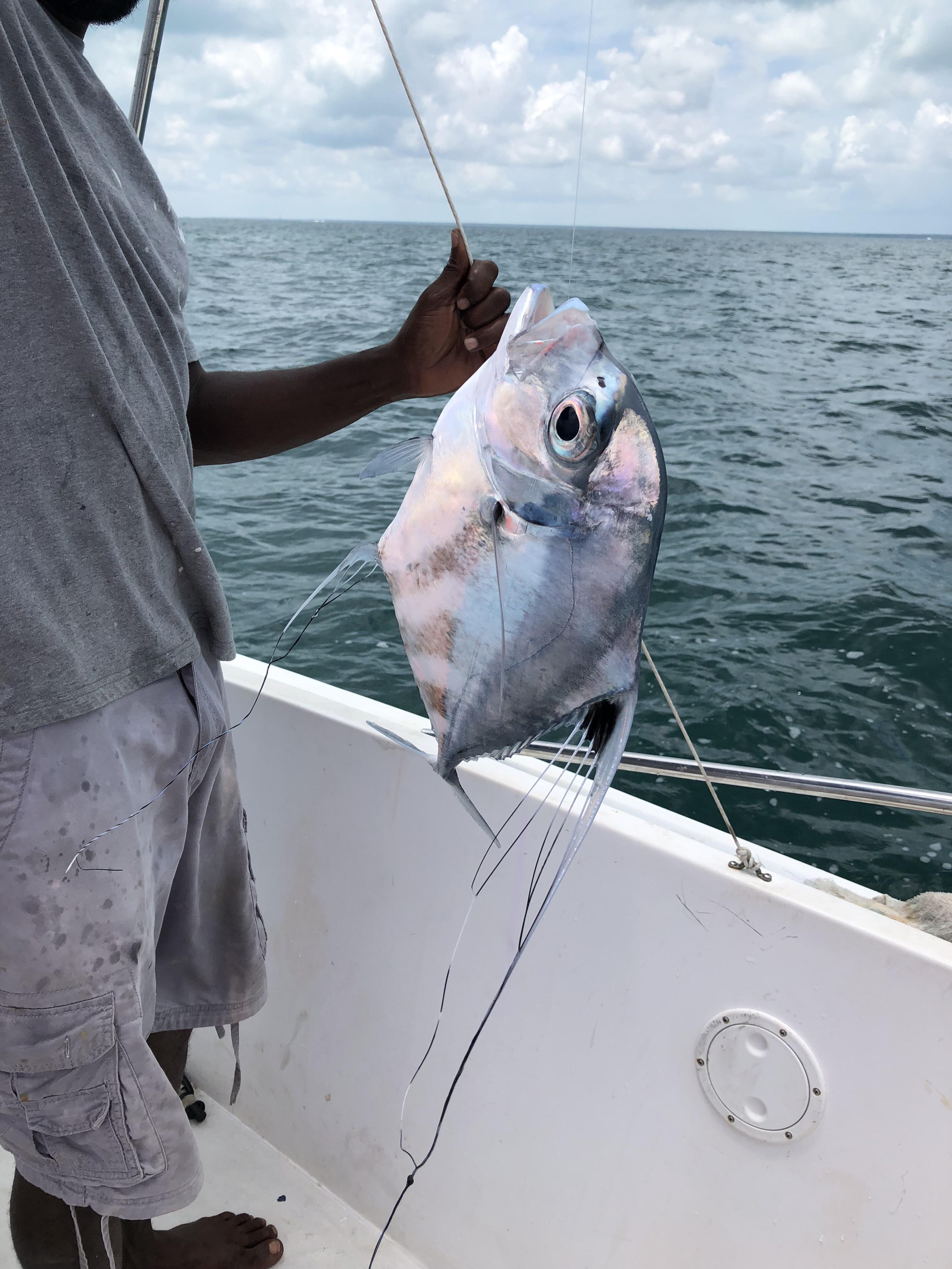 Please identify | Scrolller