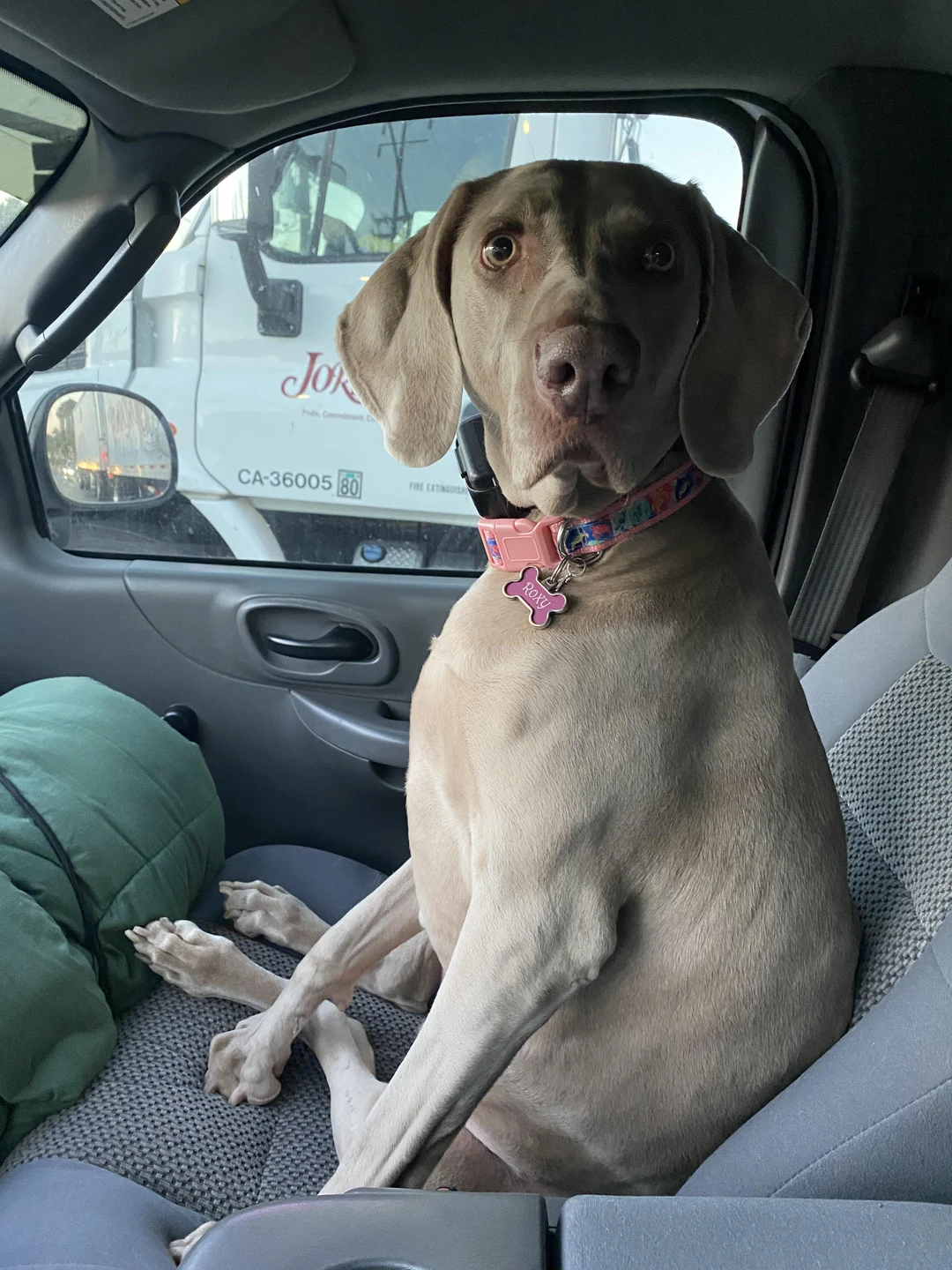 Need good karma, so here is a pic of my Roxy. | Scrolller