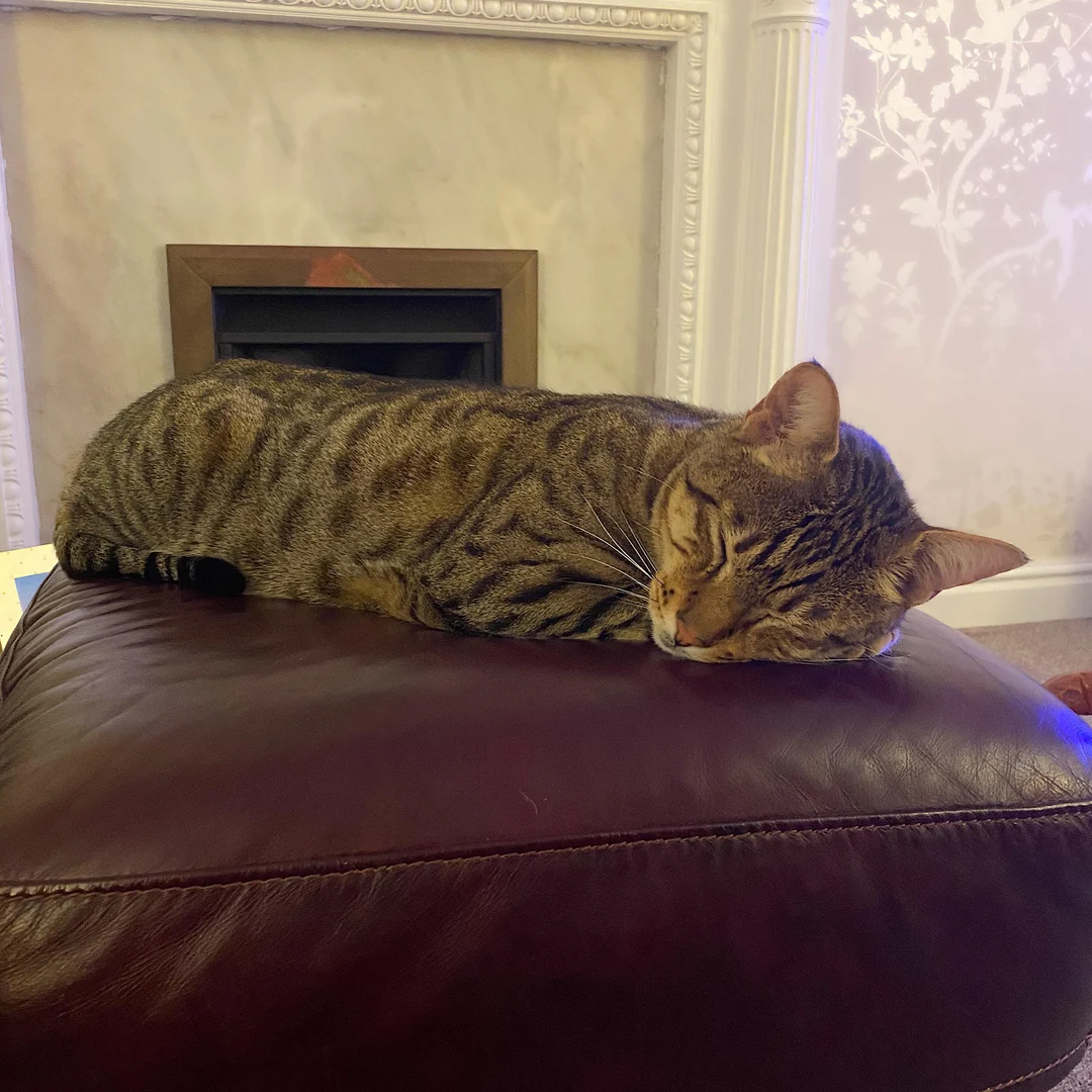 Freshly baked bengal | Scrolller