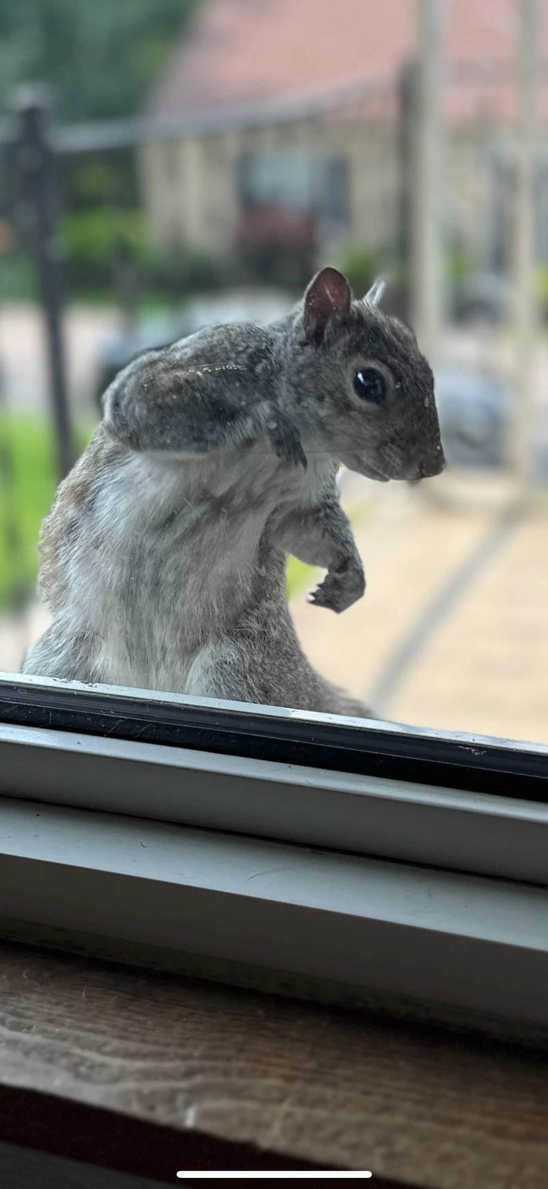 Knock knock, Rudy want walnut! | Scrolller