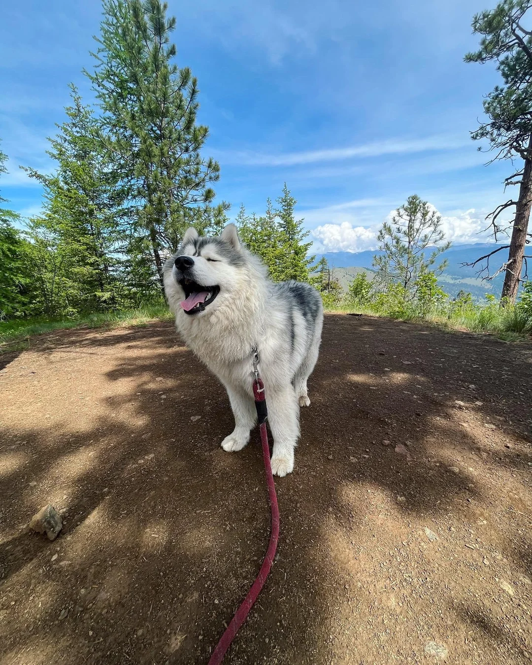 Toy guarding/aggression | Scrolller