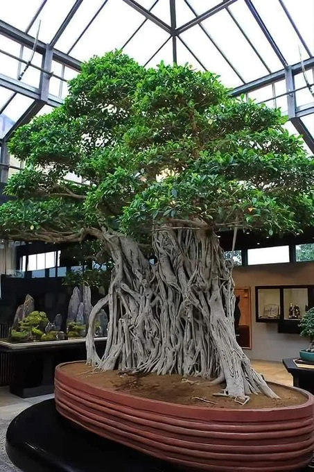 Ficus Bonsai is estimated to be 1000 years old, one of oldest Bonsai trees we know. Tree was ...
