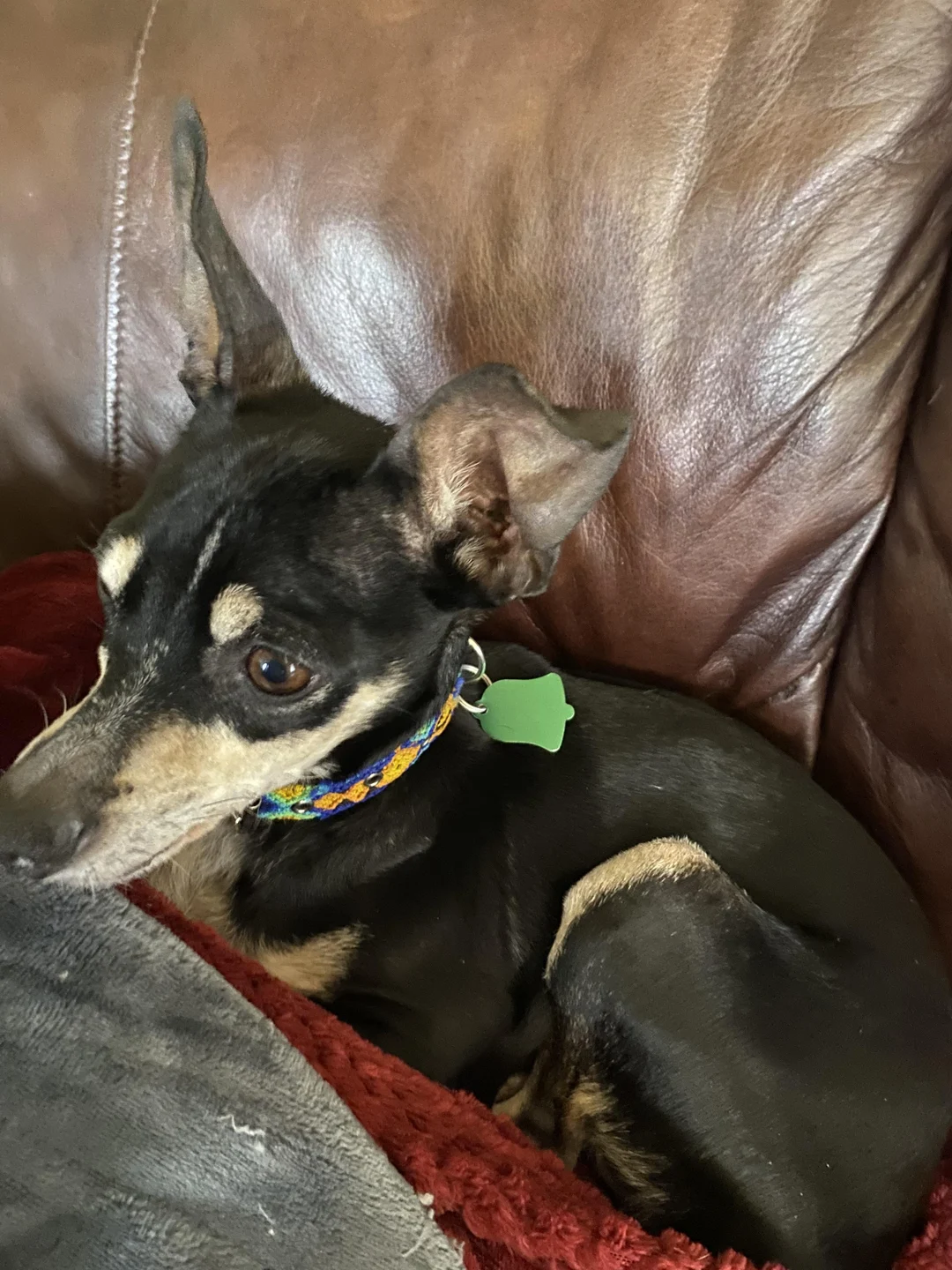 What is this breed? | Scrolller