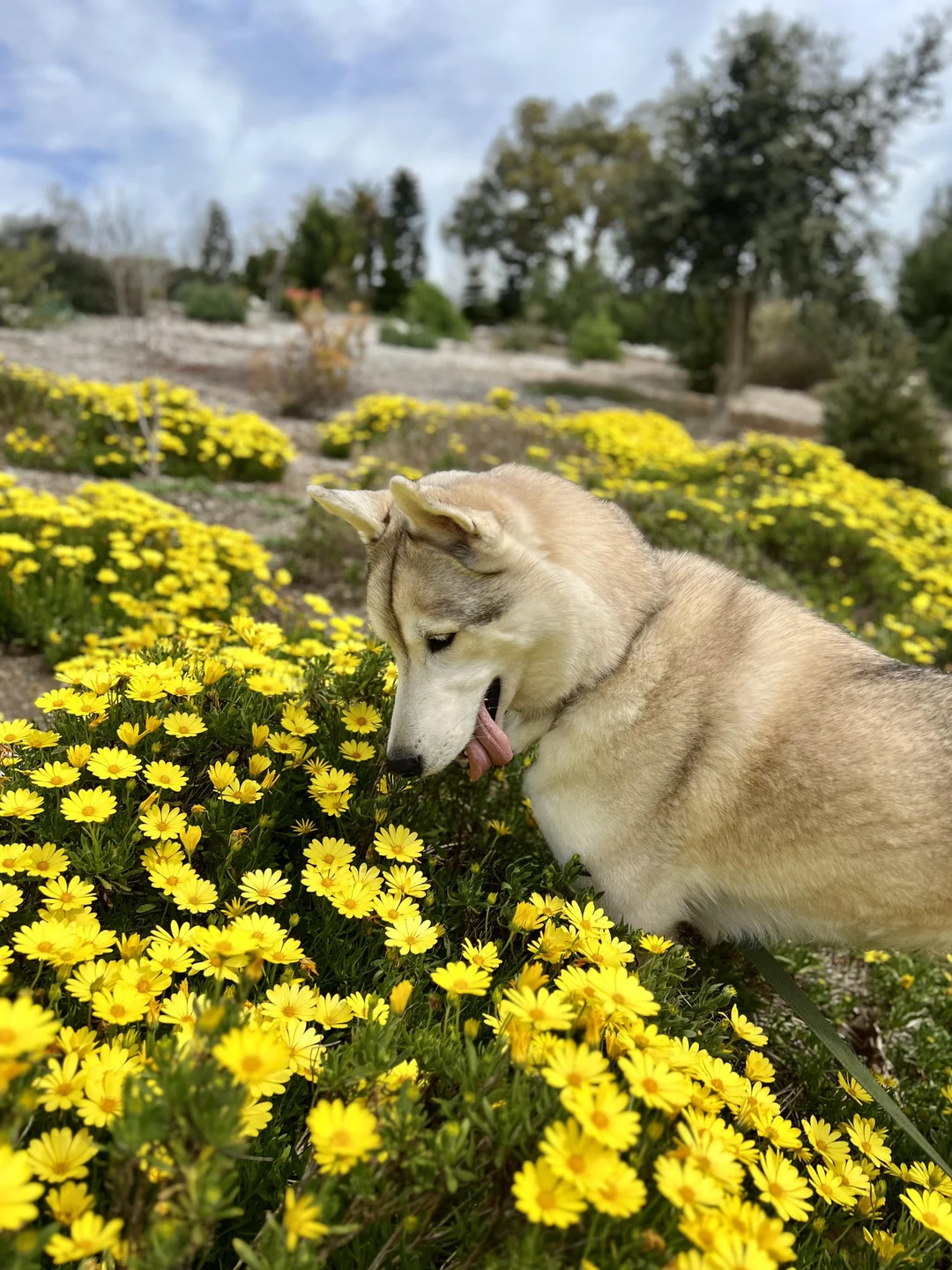 My goofy guy | Scrolller