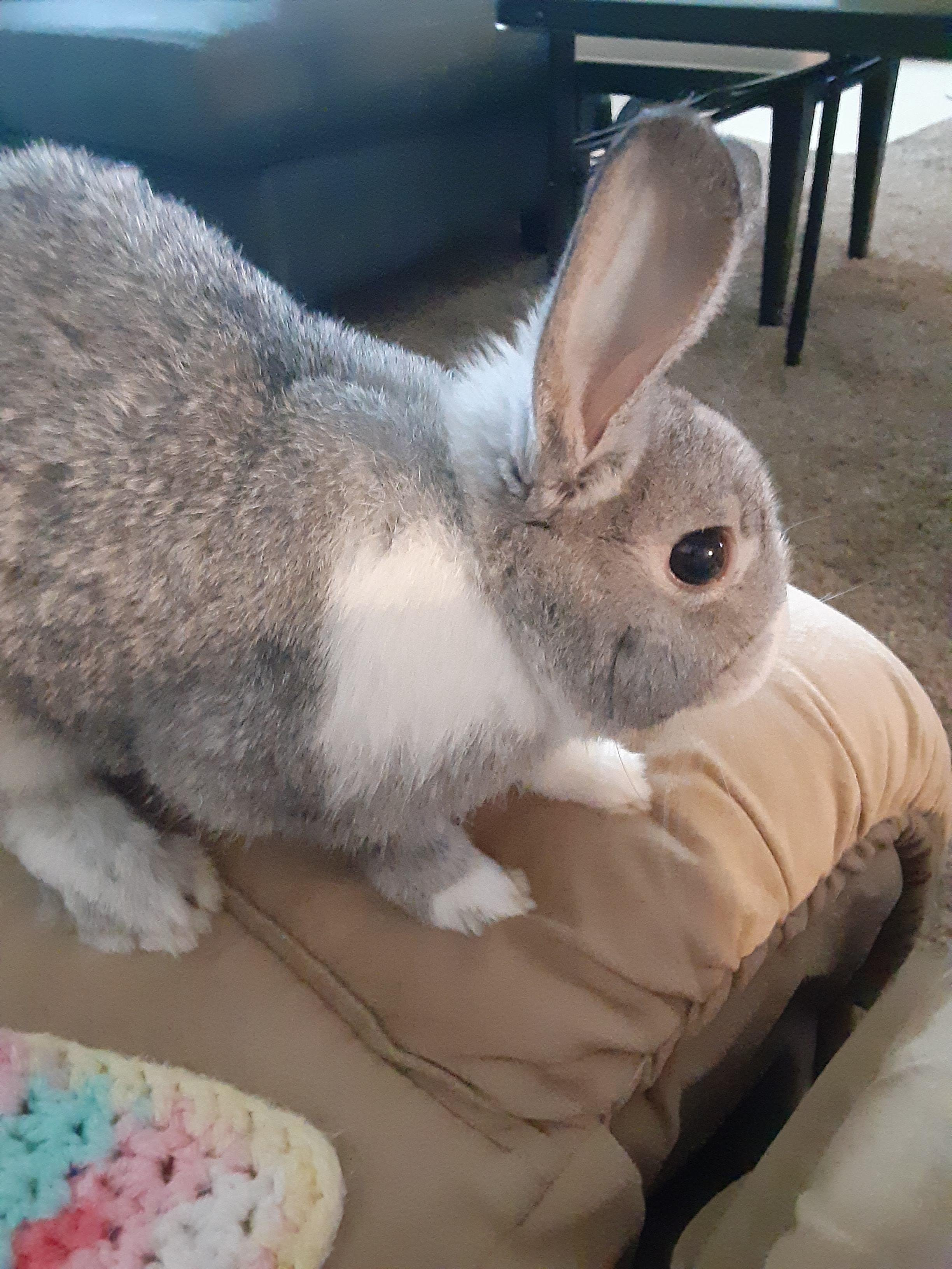 Breed identification | Scrolller