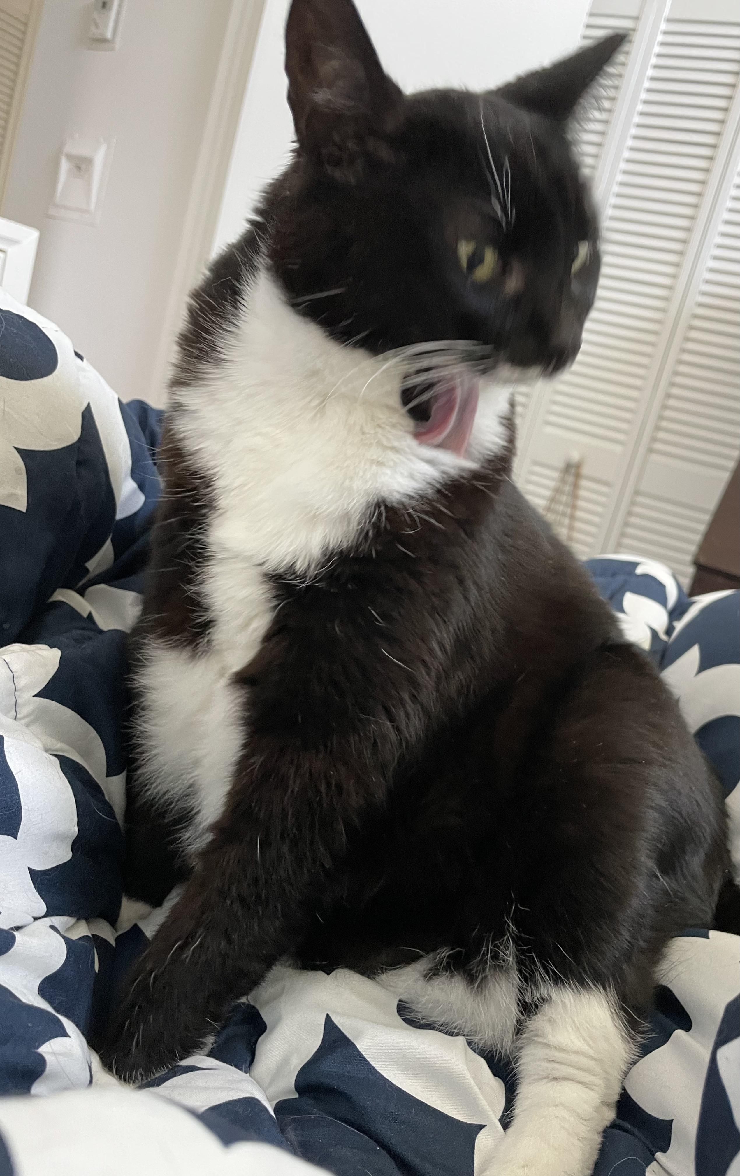 Happy silly Tongue Out Tuesday from Mittens! 👅 | Scrolller