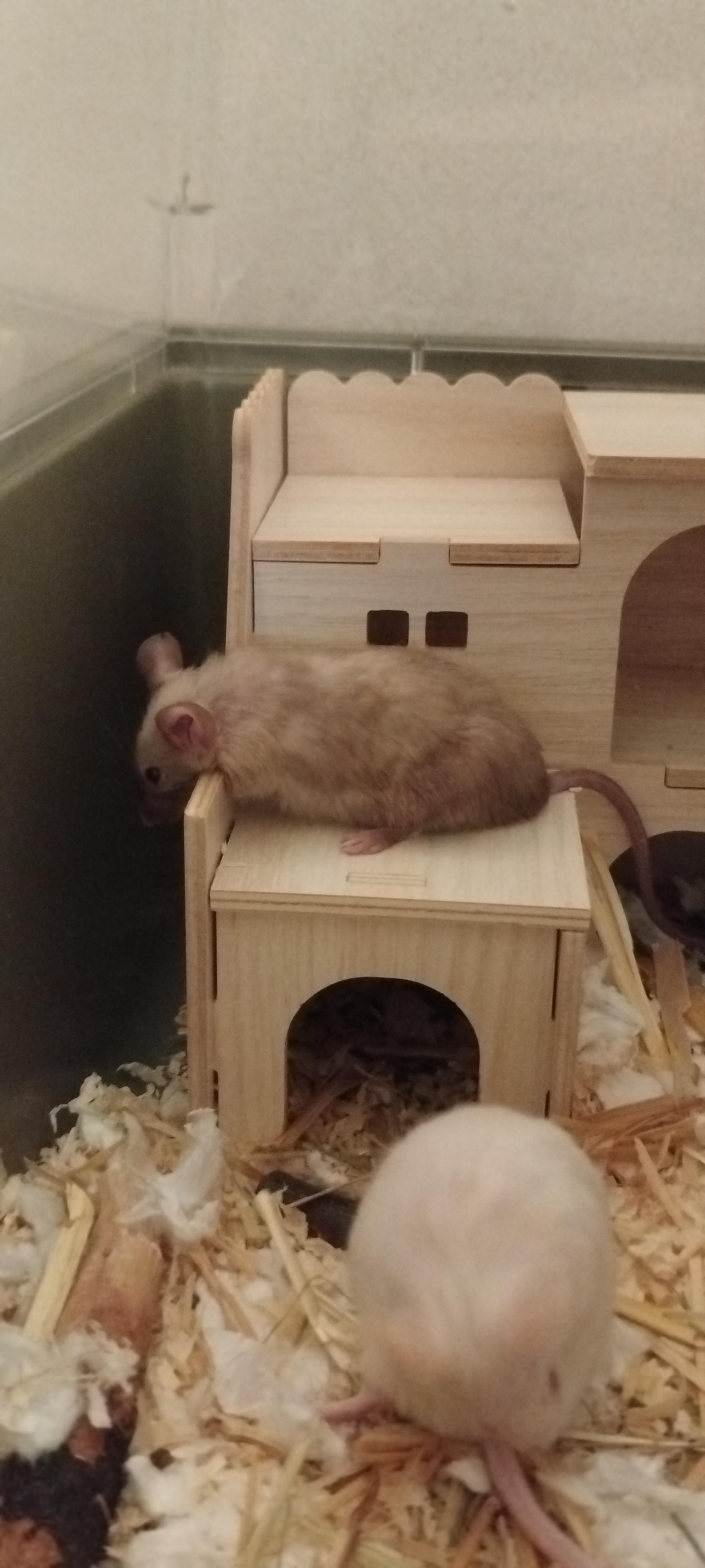 Is this behavior normal? | Scrolller