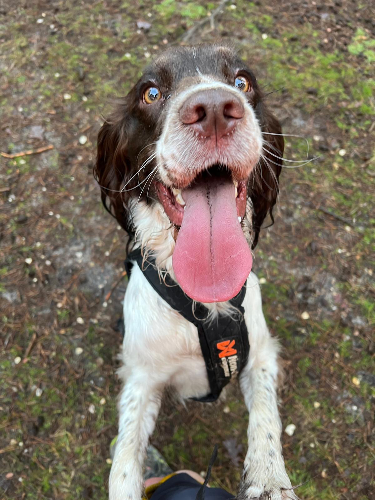 Other people's dogs - Rant | Scrolller