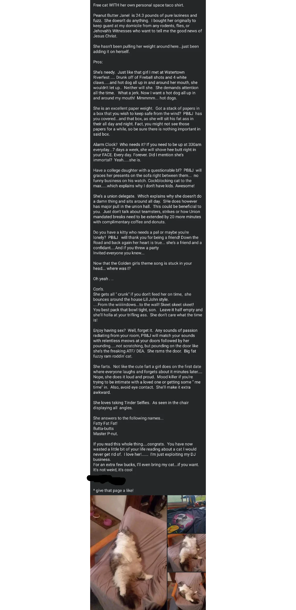 Purrfect Ad | Scrolller