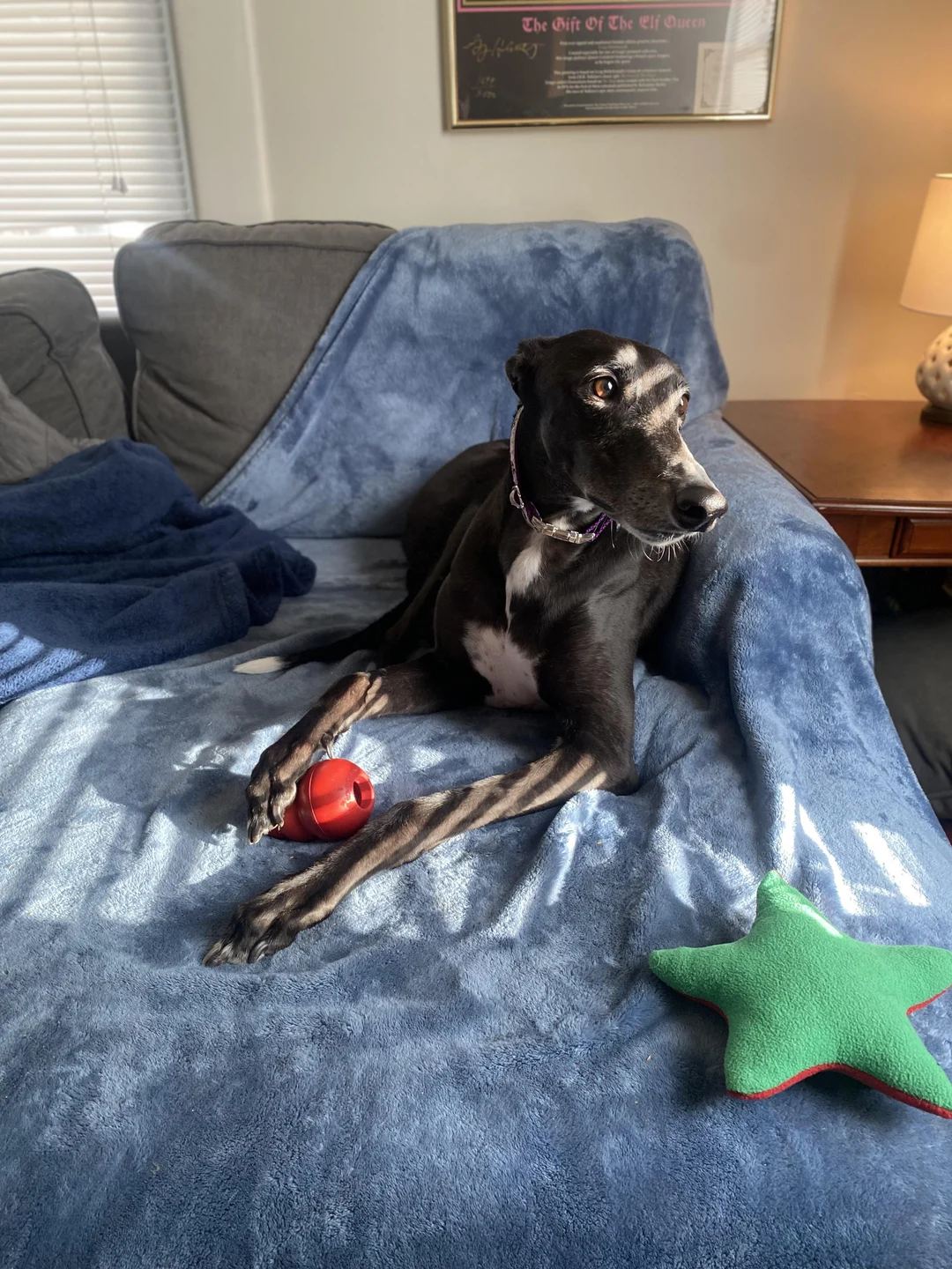 Sun kissed raven | Scrolller