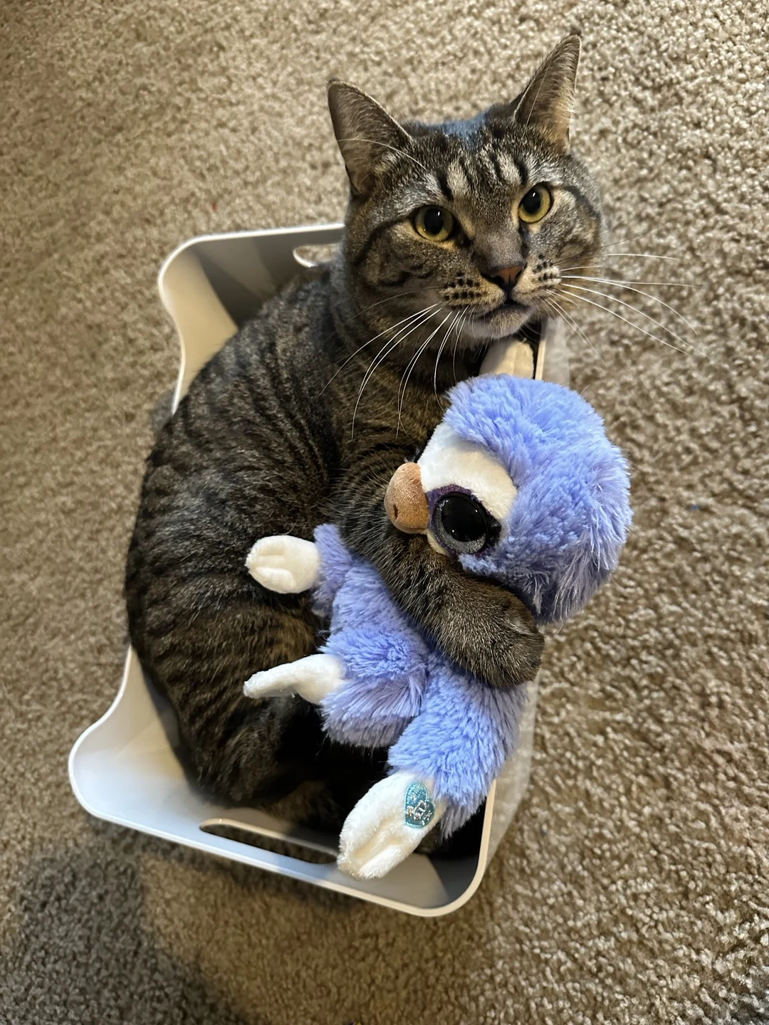 Frankenstein and her Sloth. | Scrolller