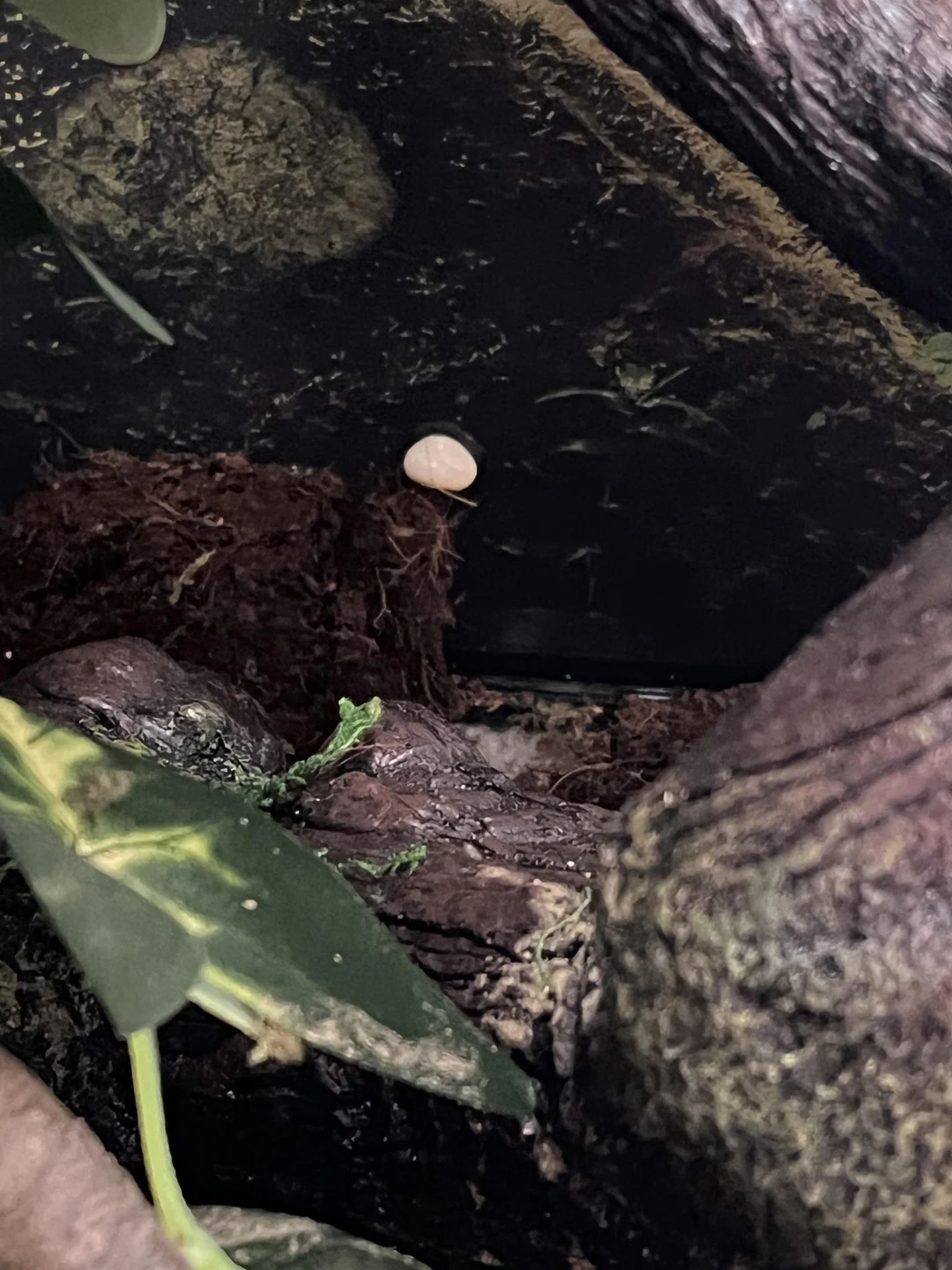 Giant day gecko mystery ball | Scrolller