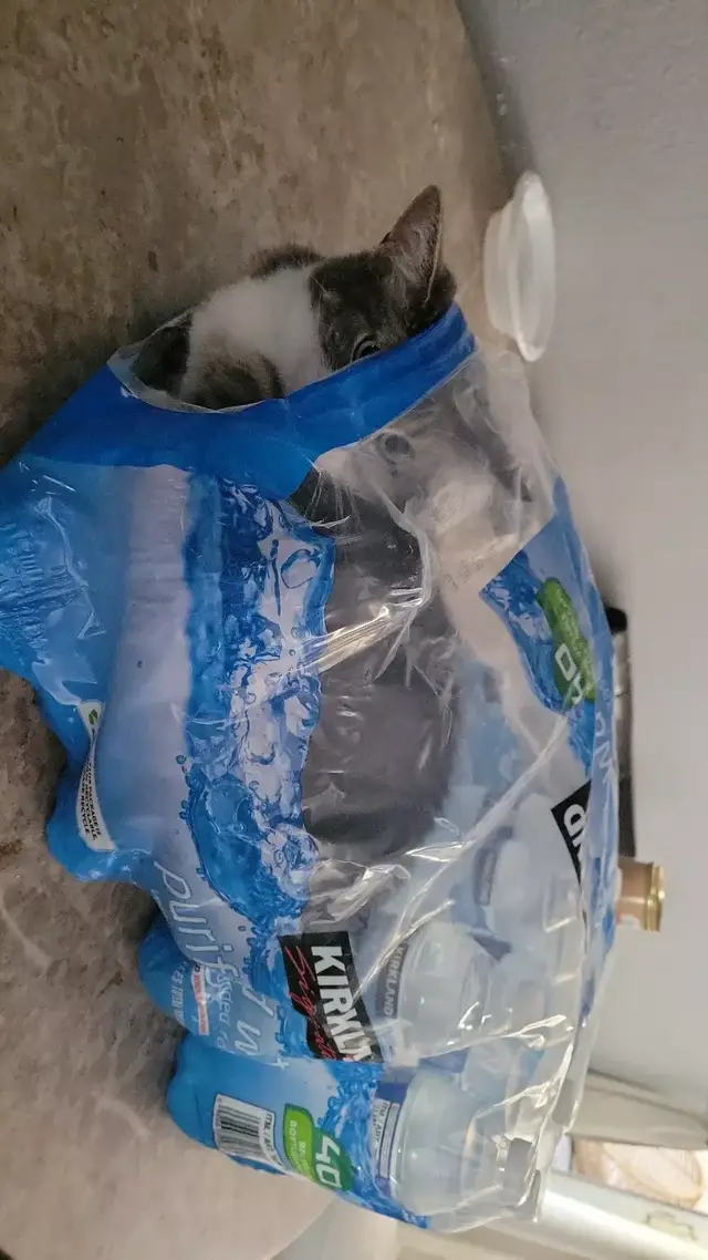 A successful trap indeed | Scrolller