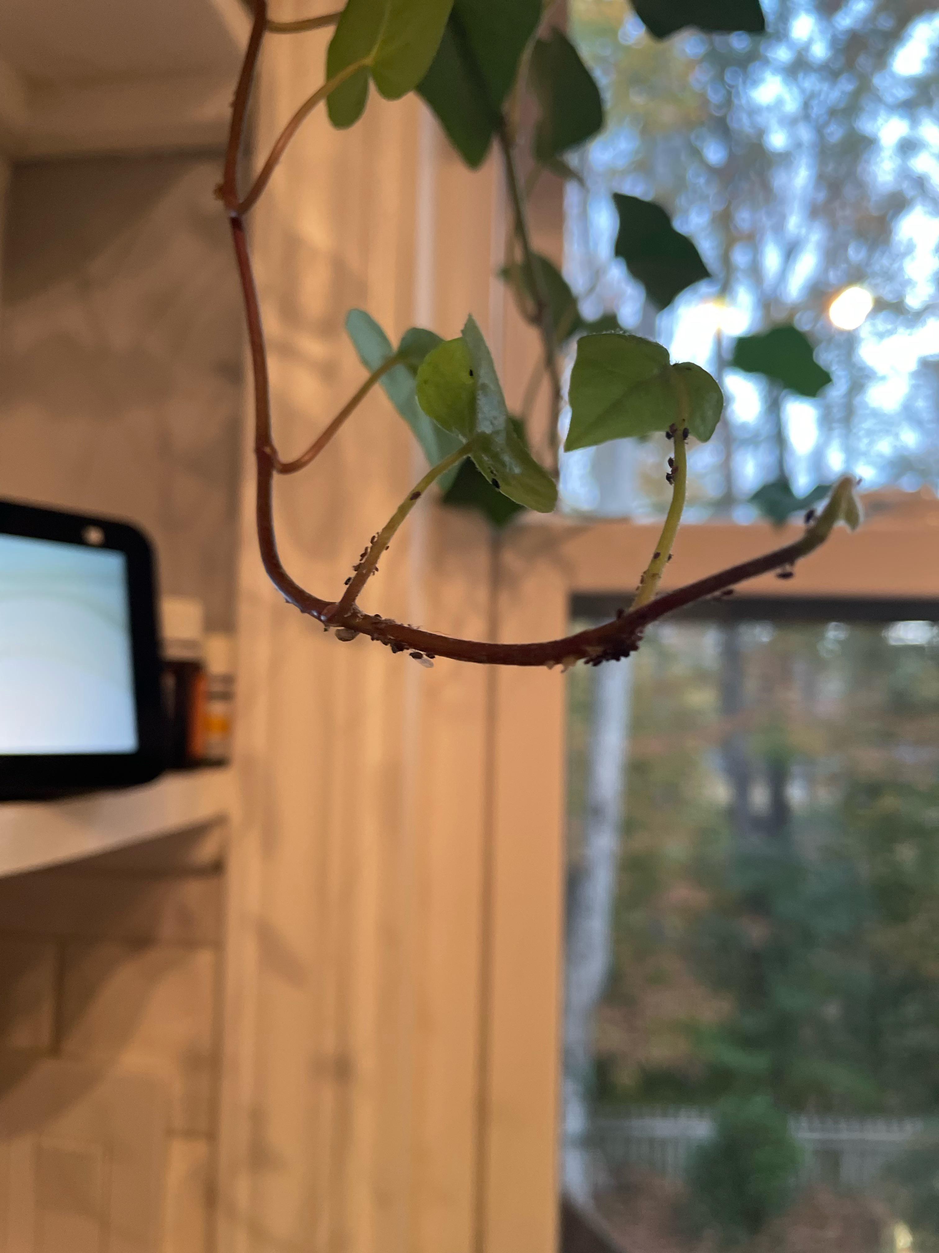 How to get rid of bugs | Scrolller