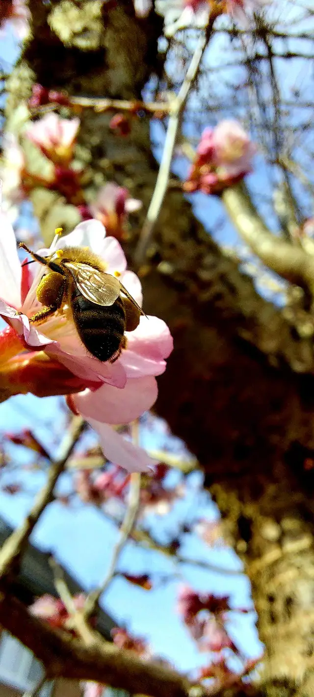 Buzzy bee | Scrolller