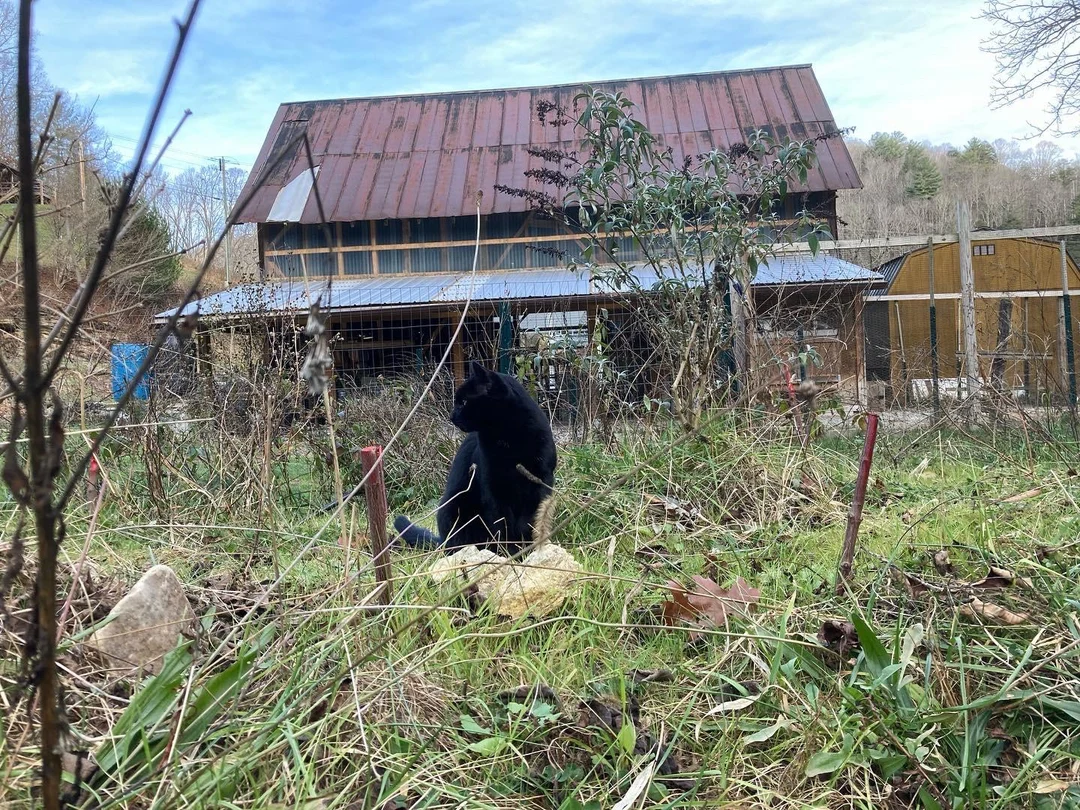 Barn cat | Scrolller