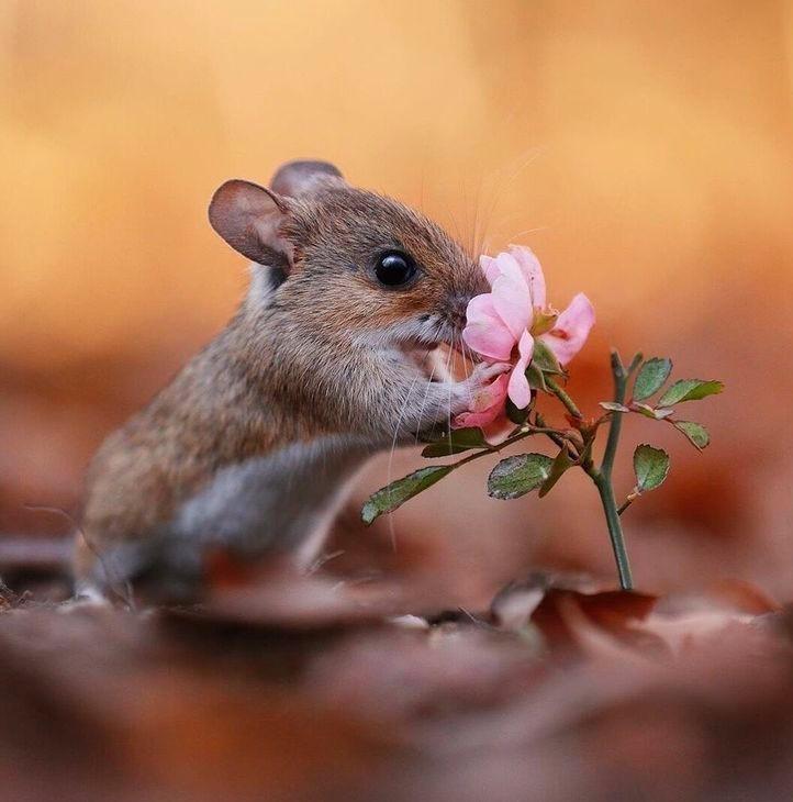Mouse Smelling A Flower | Scrolller