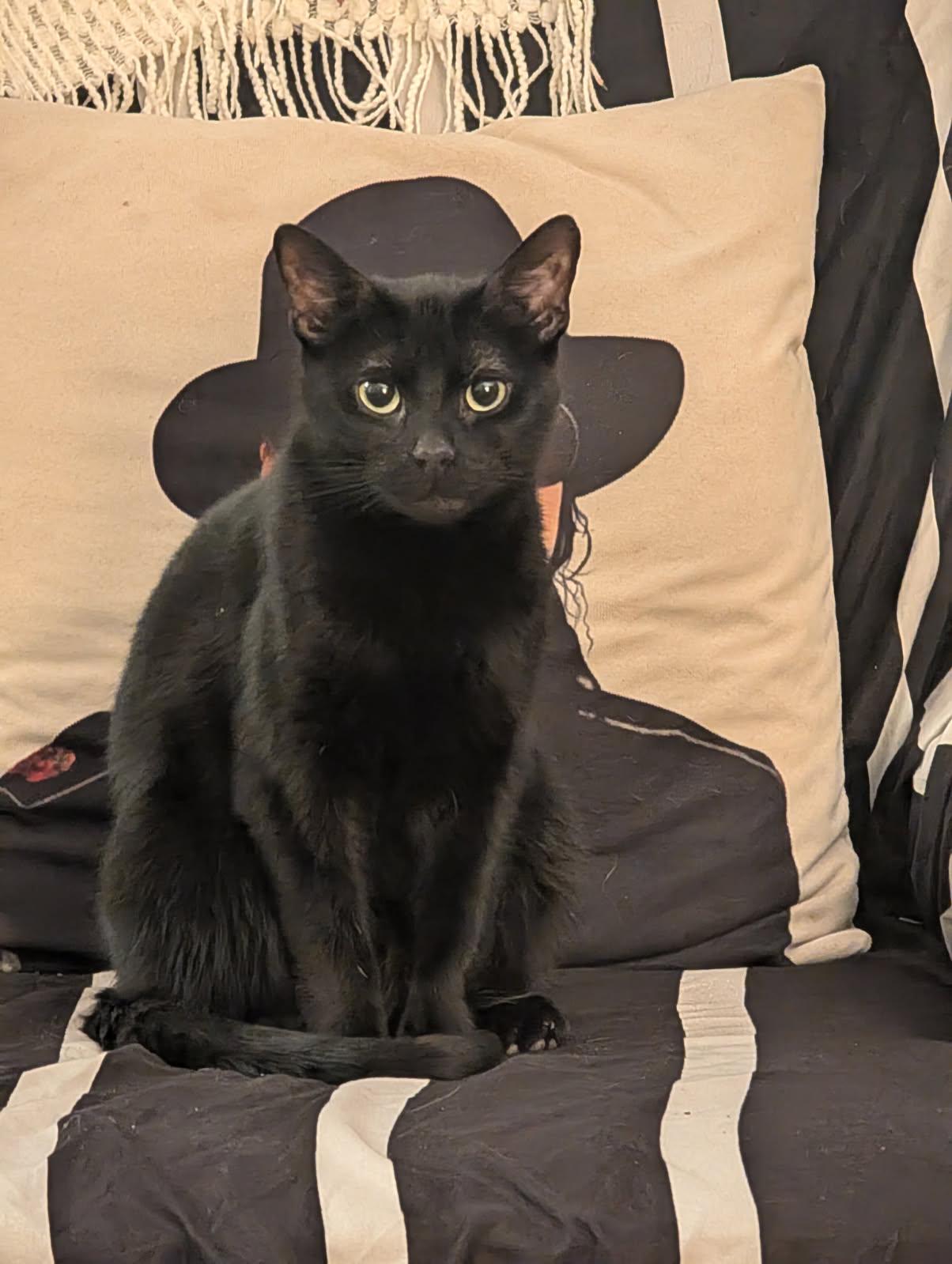 Smooth Criminal | Scrolller