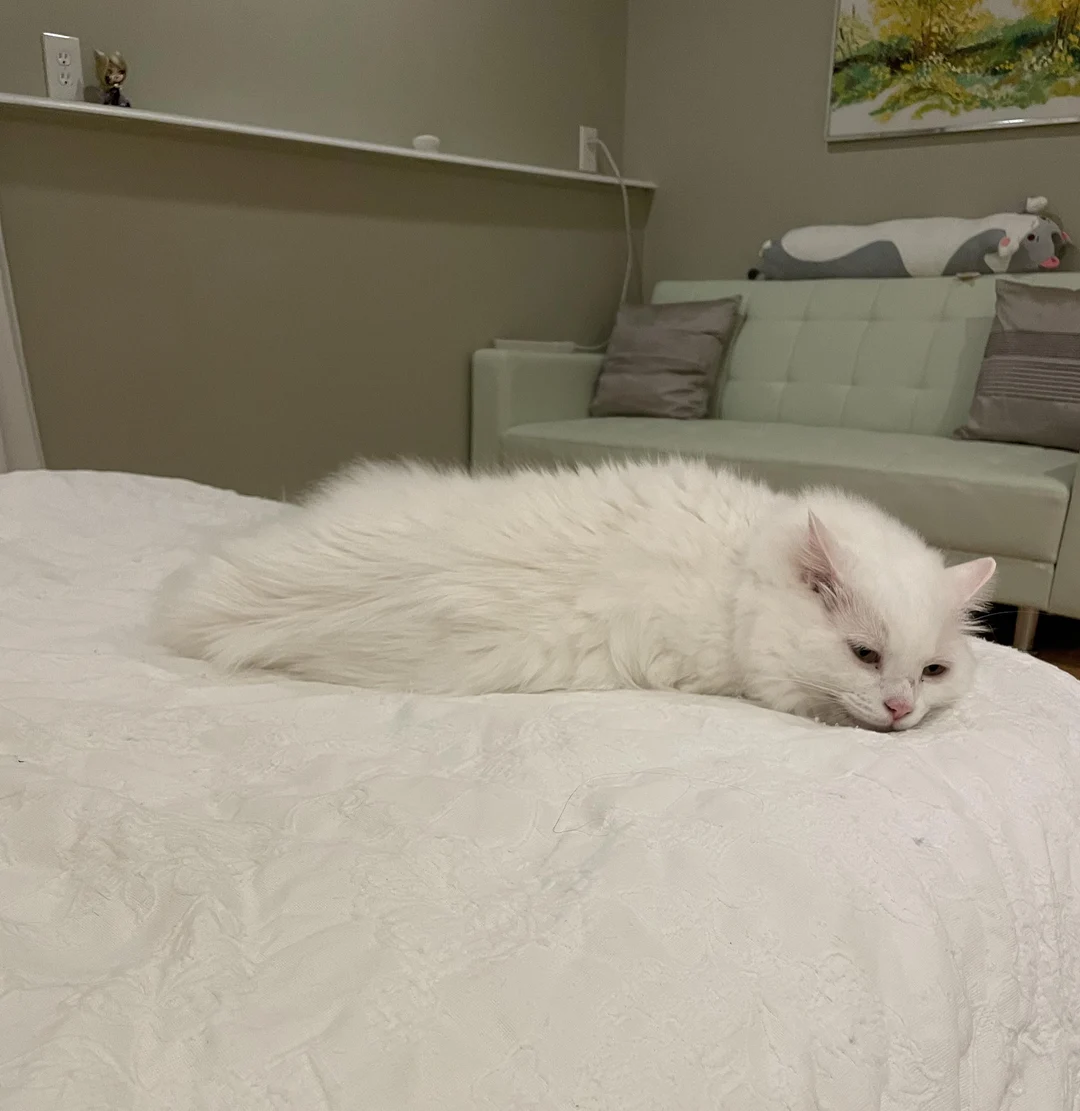 Uncooked loaf | Scrolller