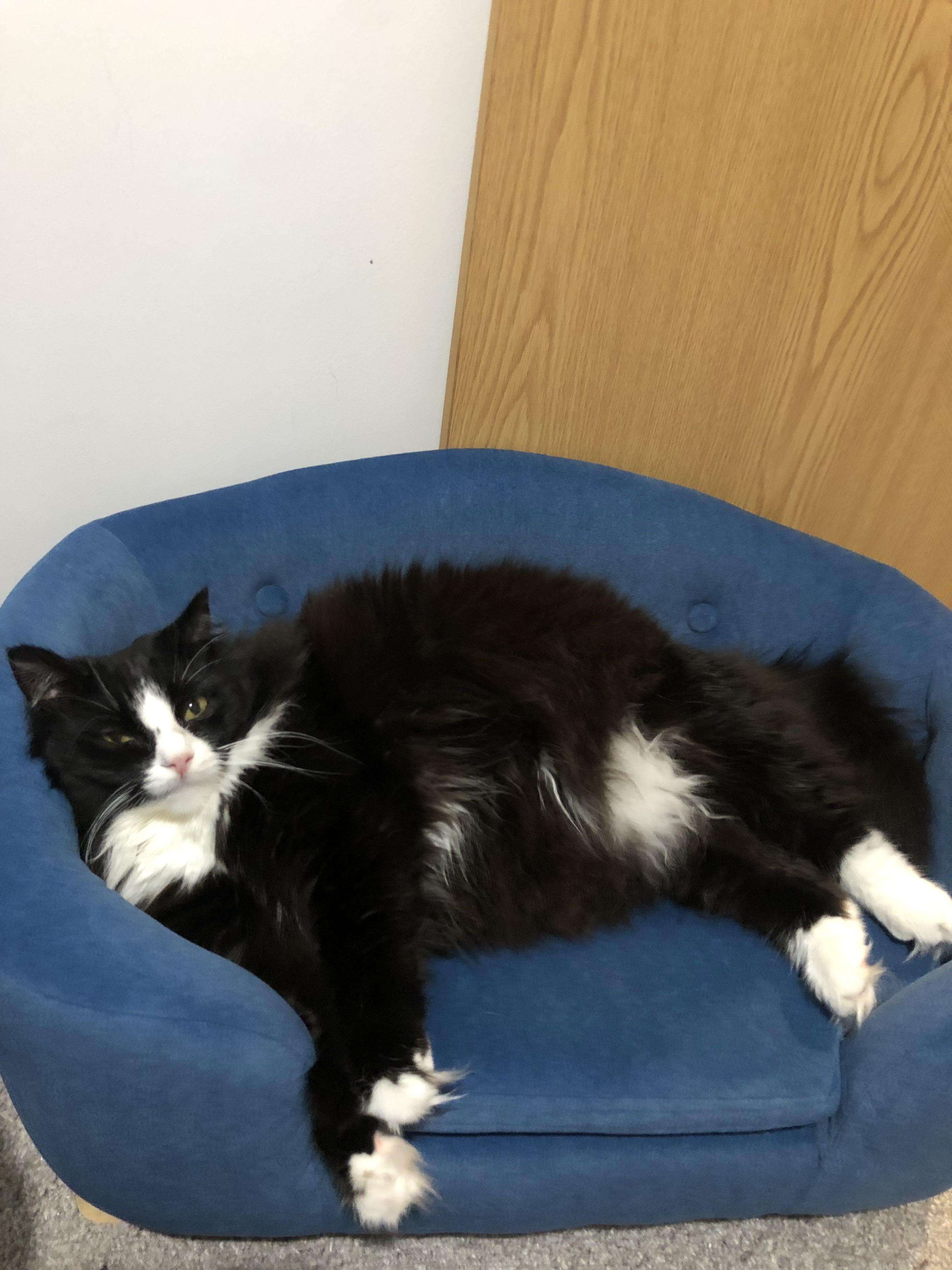 She is enjoying her cat sofa!🥺💖💕 | Scrolller