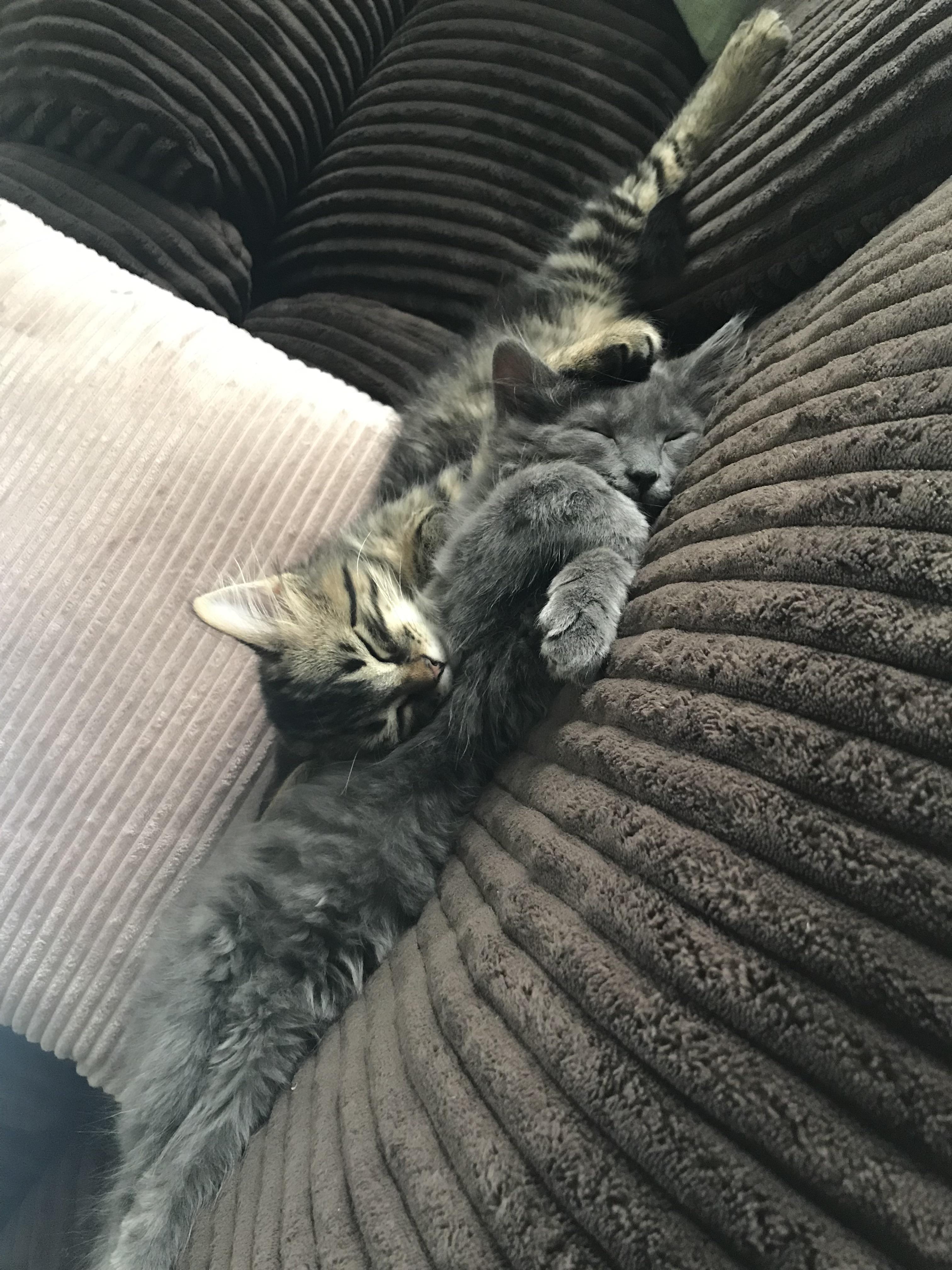 Brothers | Scrolller