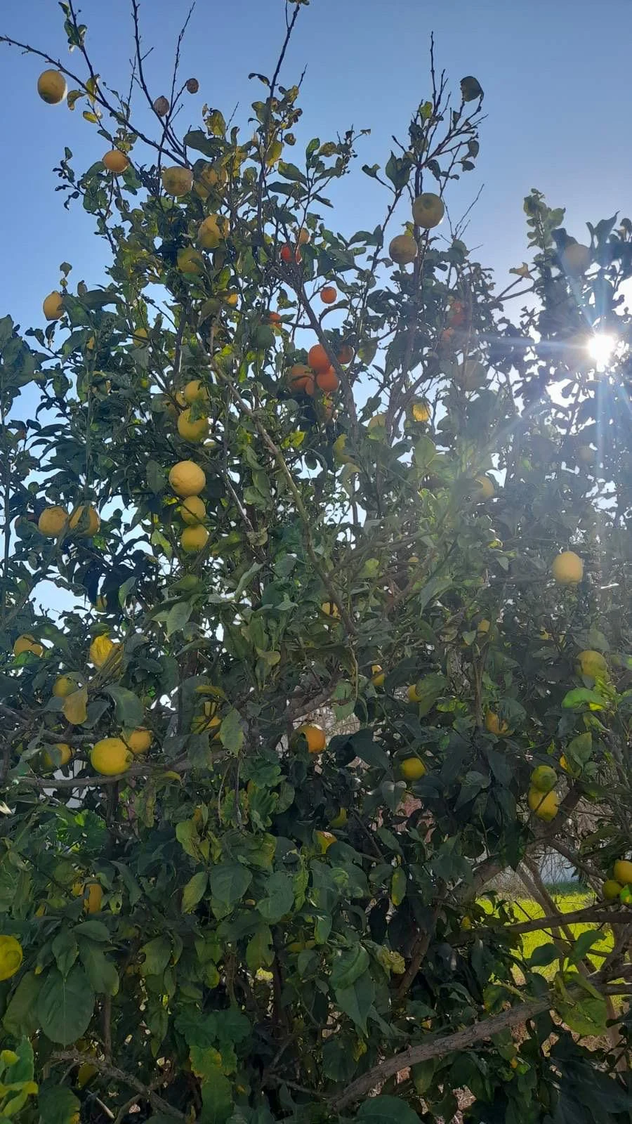 My lemon tree is growing oranges | Scrolller