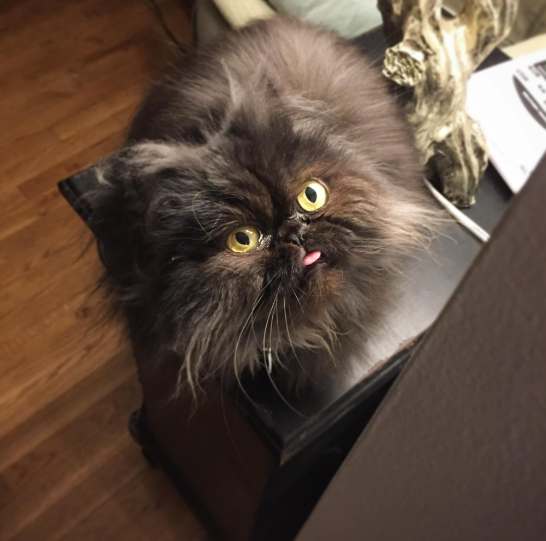 Your blep brightens up my day | Scrolller