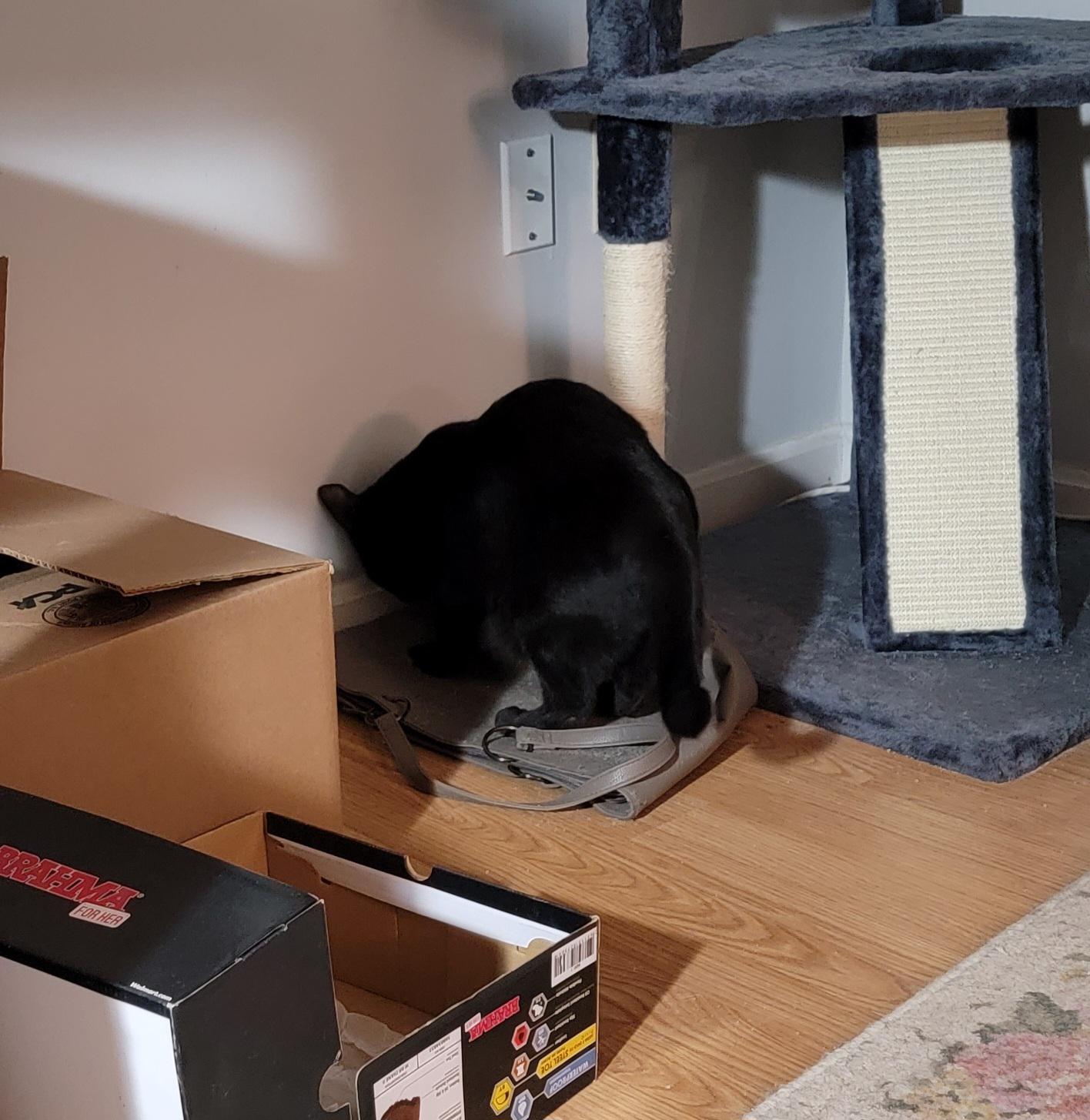 princess has her own purse....which she took from me...as her scratching post. *sigh* was my ...