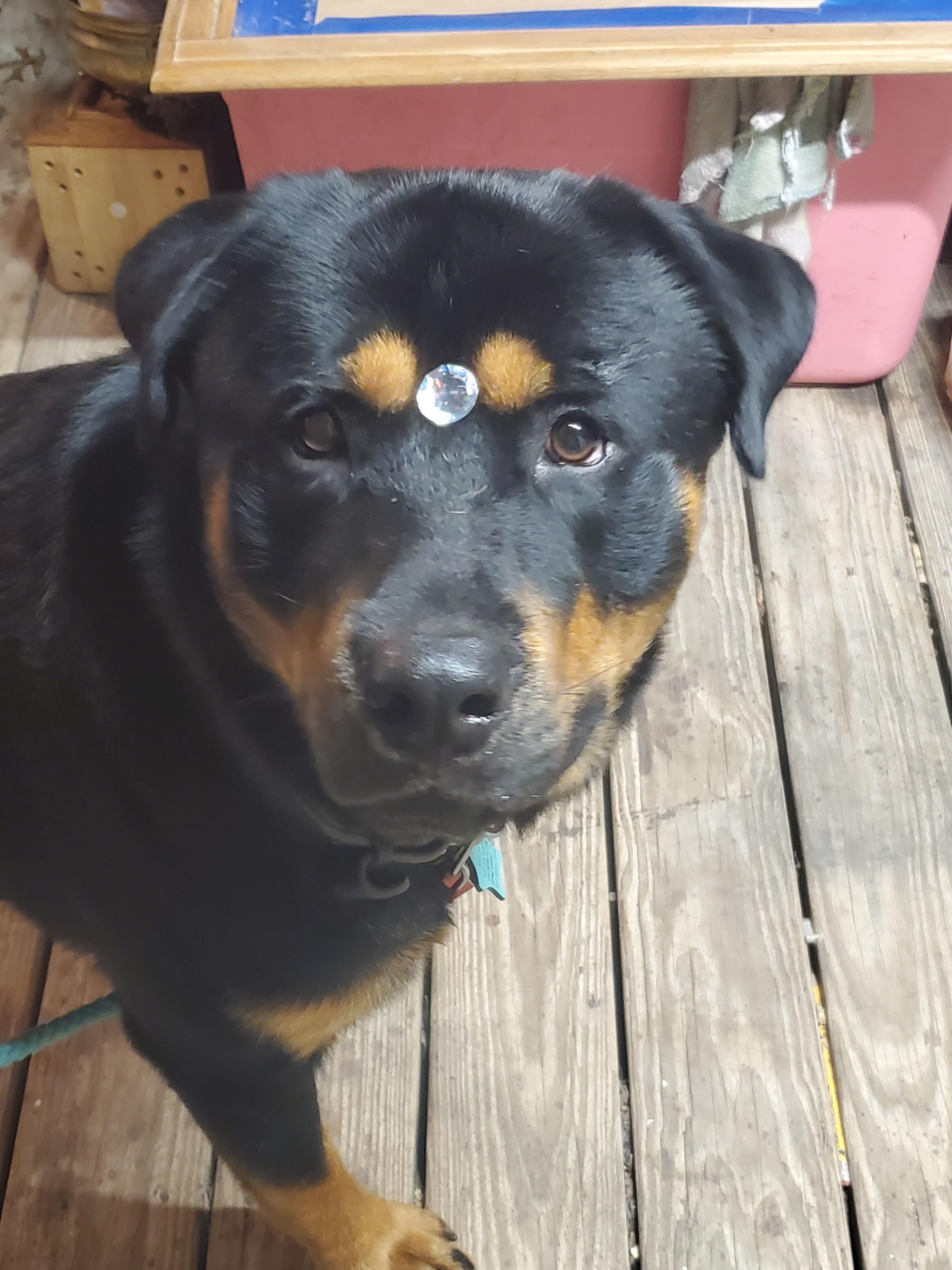 Beaux the Gypsy..... | Scrolller