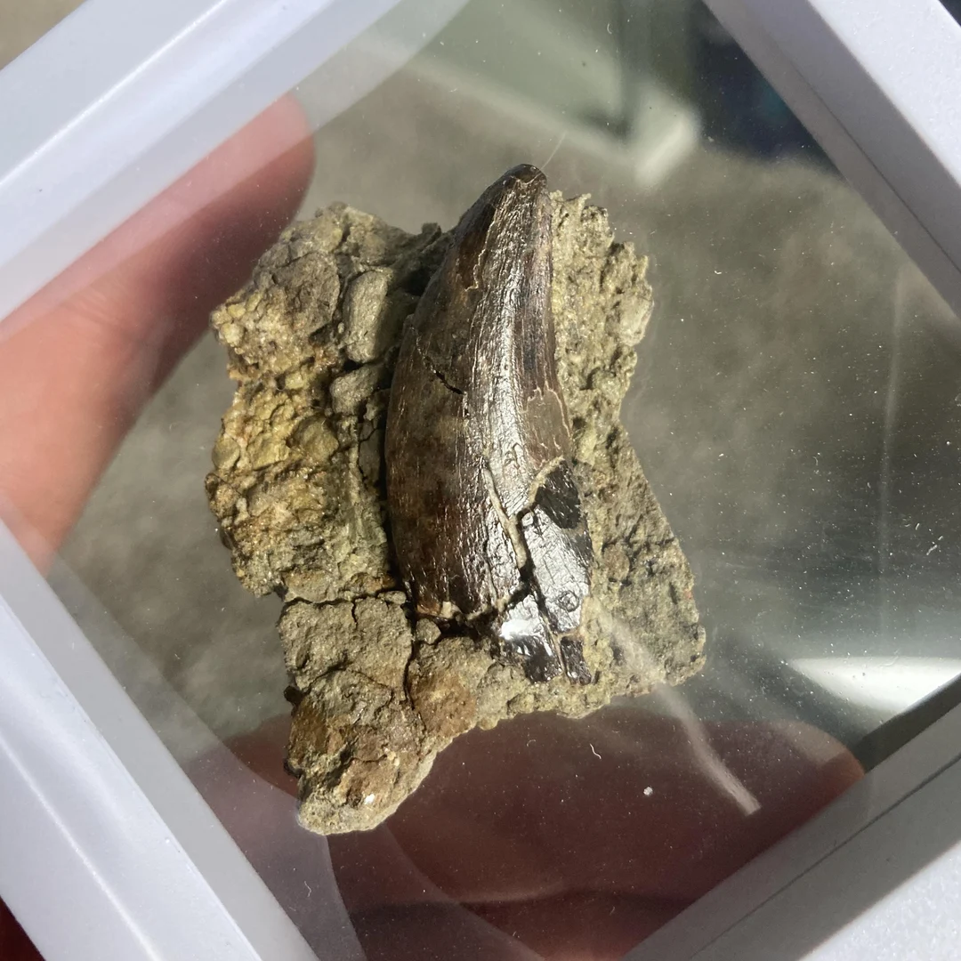 Tyrannosaur tooth | Scrolller