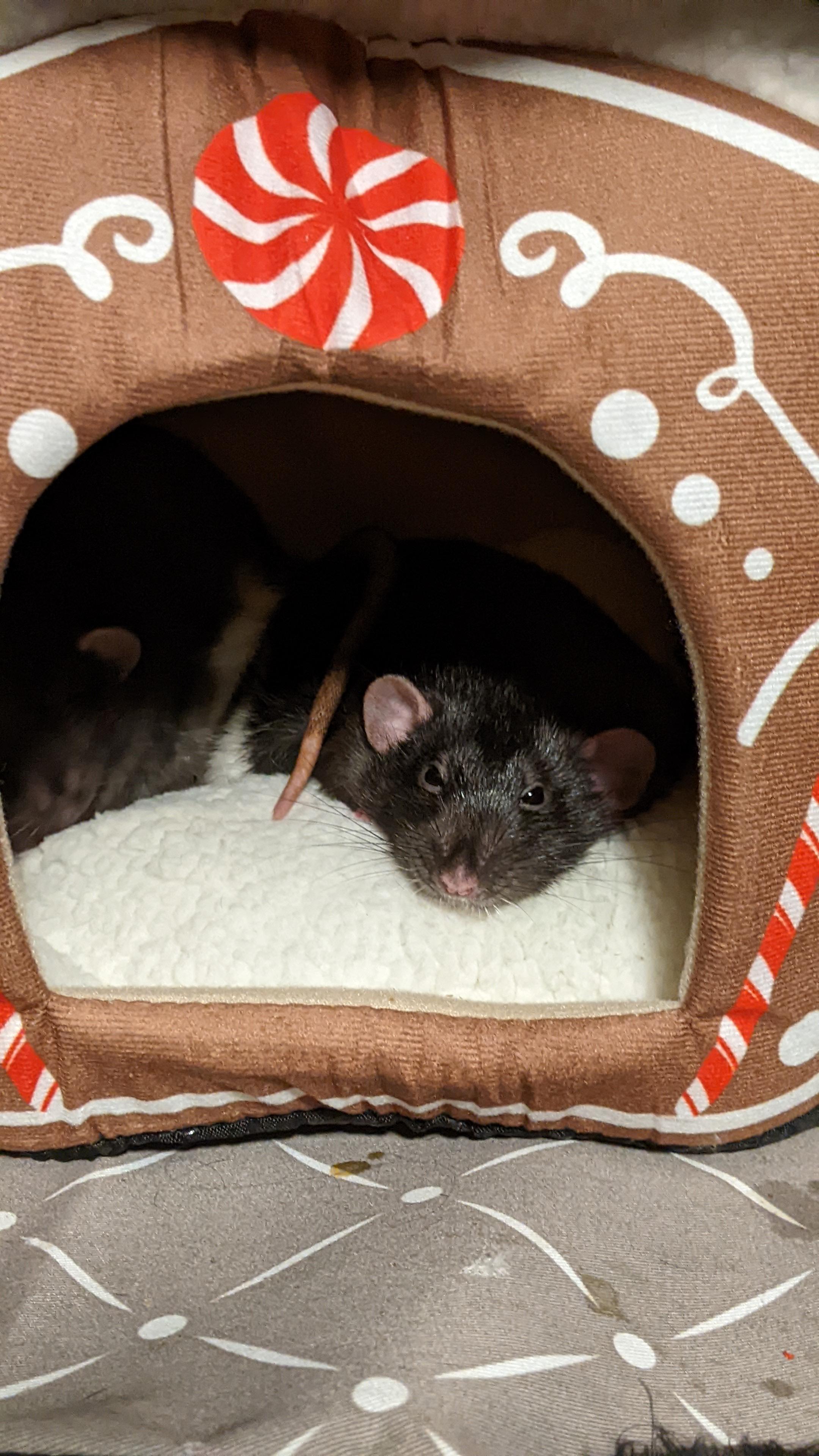 gingerbread ratto | Scrolller