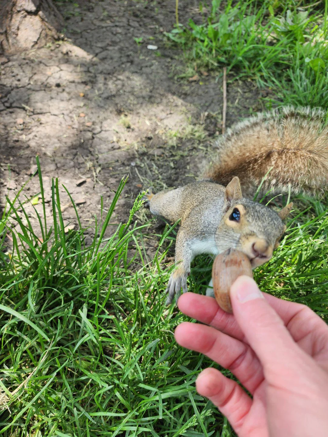 Squirrels Friend in the Local Park | Scrolller