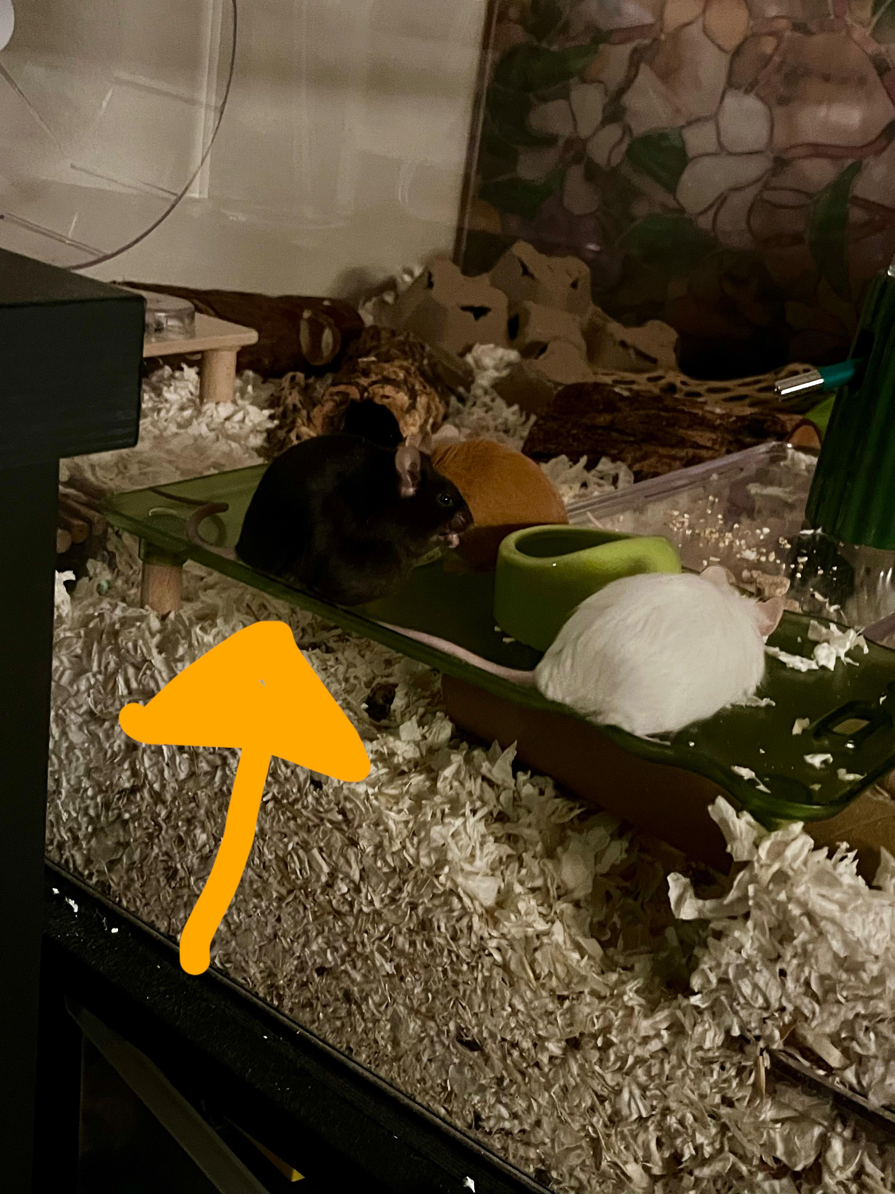 How long did your mice live with tumors before passing? | Scrolller