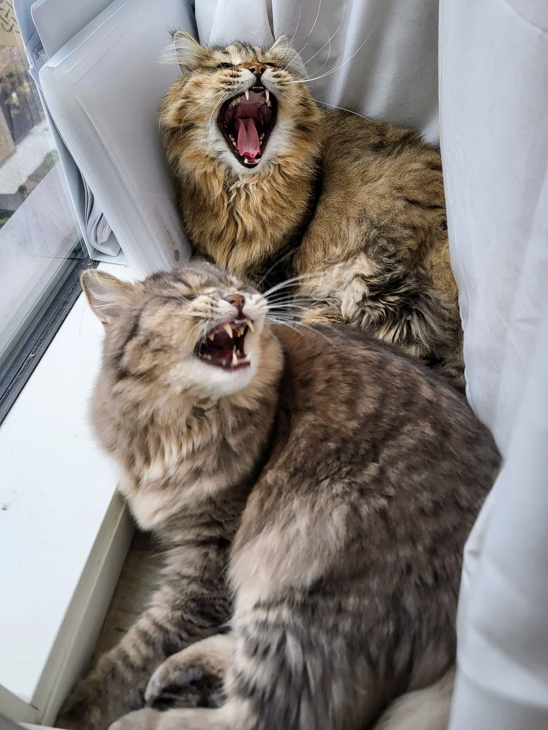 Behold - the rare double Siberian roar | Scrolller
