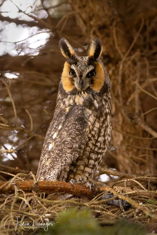 Long-Eared Owl, Michigan [OC] | Scrolller