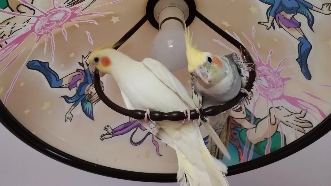 Silly siblings | Scrolller