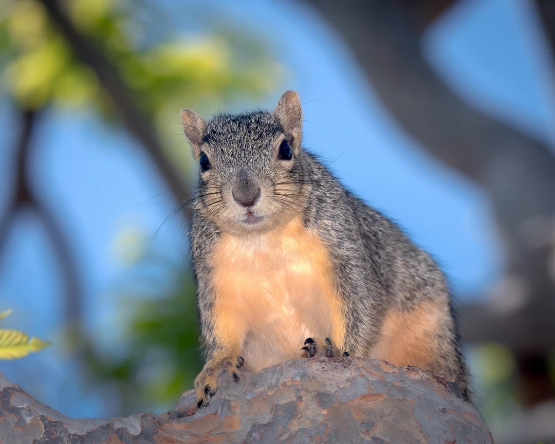 Little Boy Squirrel, watching me | Scrolller